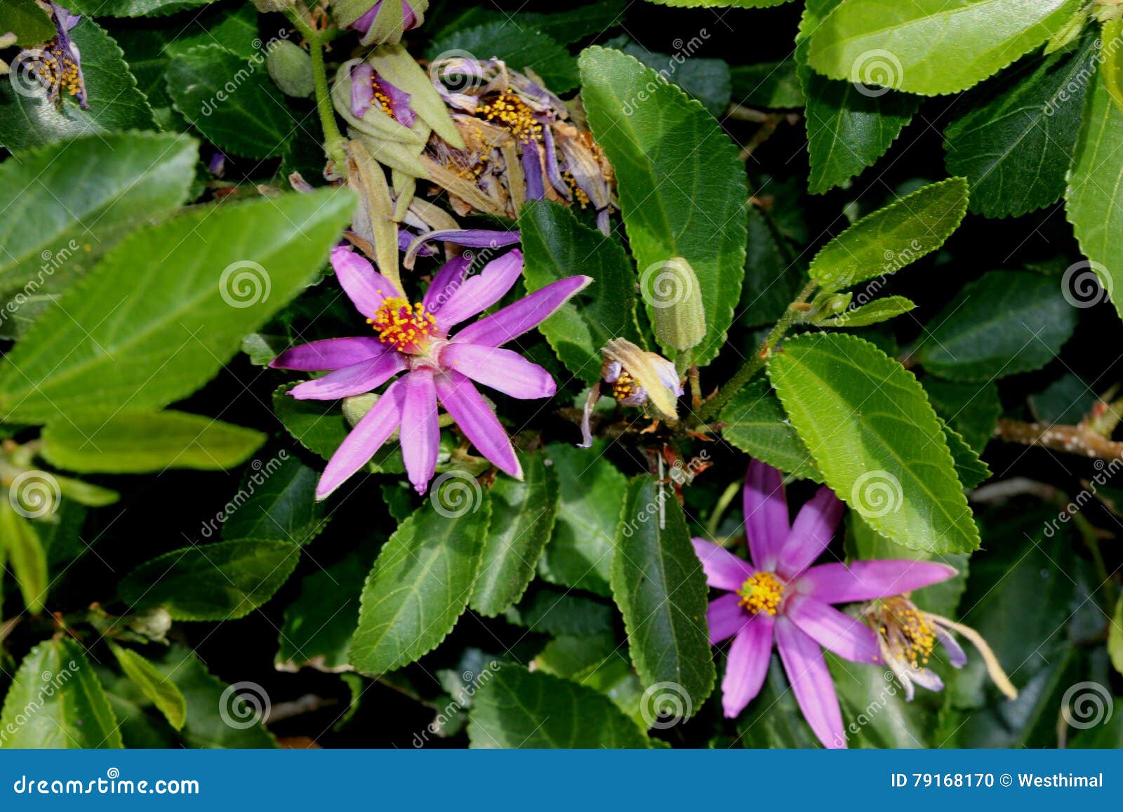 Grewia Occidentalis, Crossberry Stock Foto - Image of bedbed, bruin ...