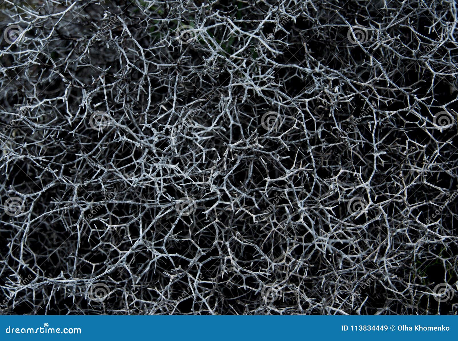 Grey Natural Abstract Background Stock Image - Image of bush, detail ...