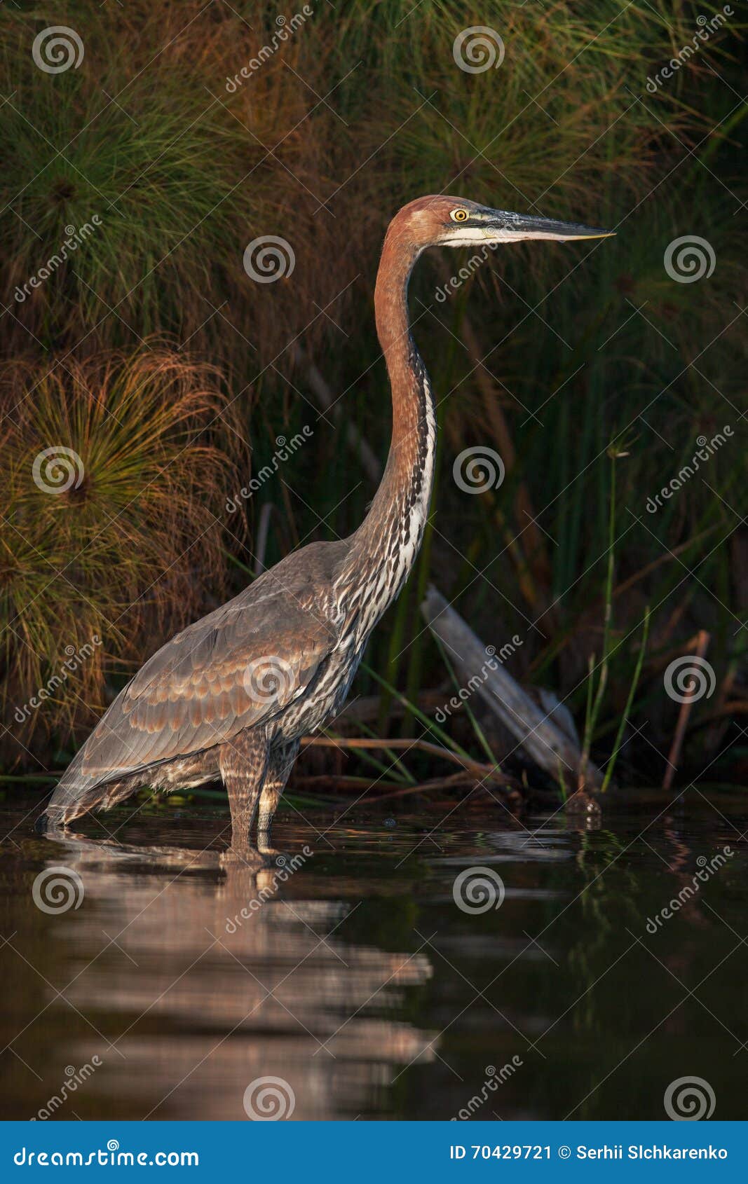 Grey African Heron Bird in the Water Close Up. Stock Image - Image of ...
