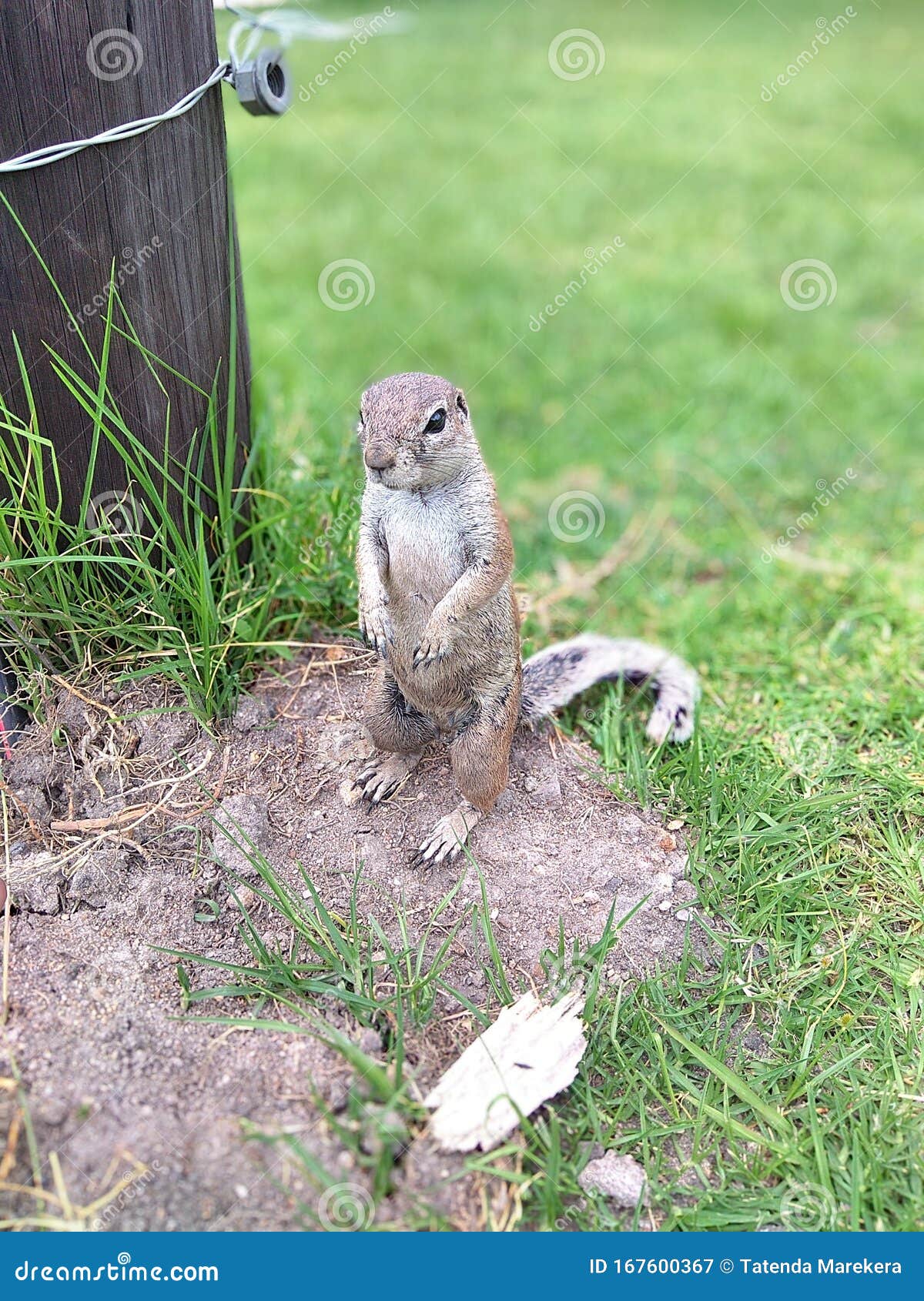 Grey African Squirrel Stands on Two Legs Stock Image - Image of grey ...