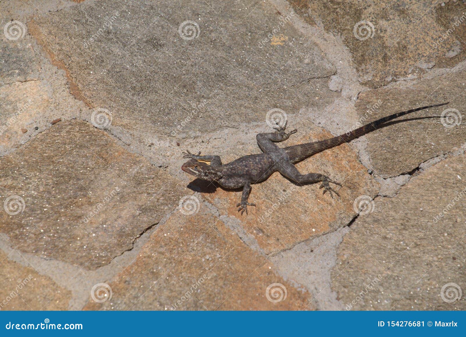 Grey Agama Lizard on Beige Floor, Benguela Stock Image - Image of ...