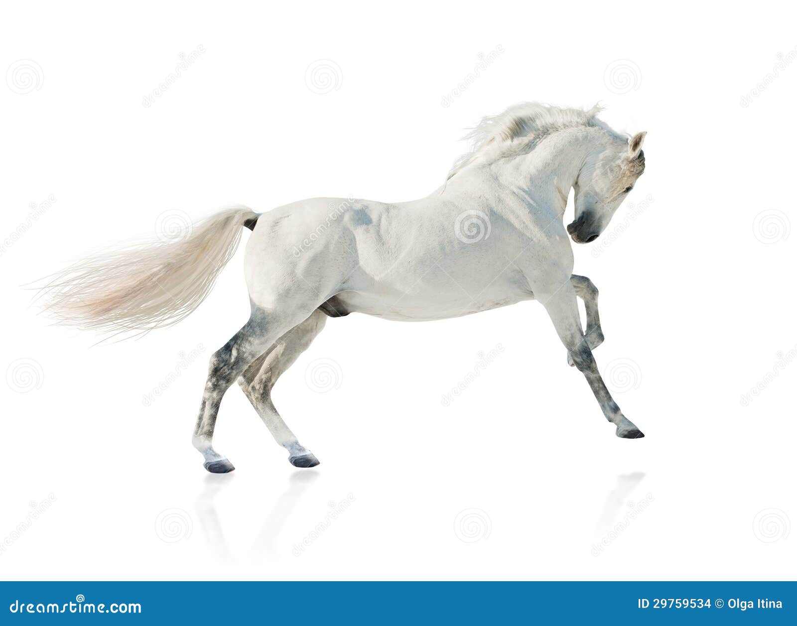 Grey Akhal Teke