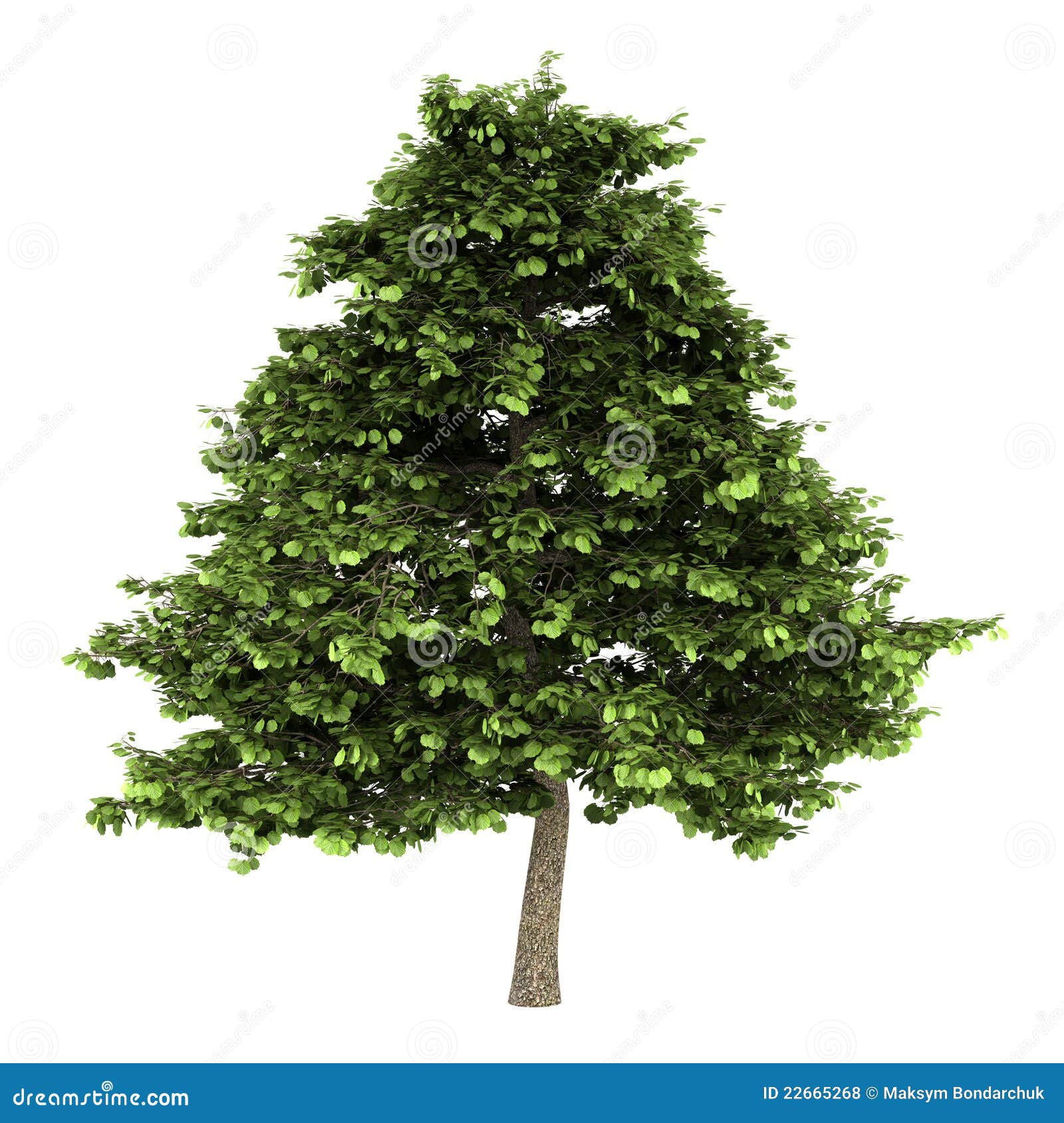 Alder Tree Leaf. Vector Illustration. Outline, Silhouette, Line Art ...