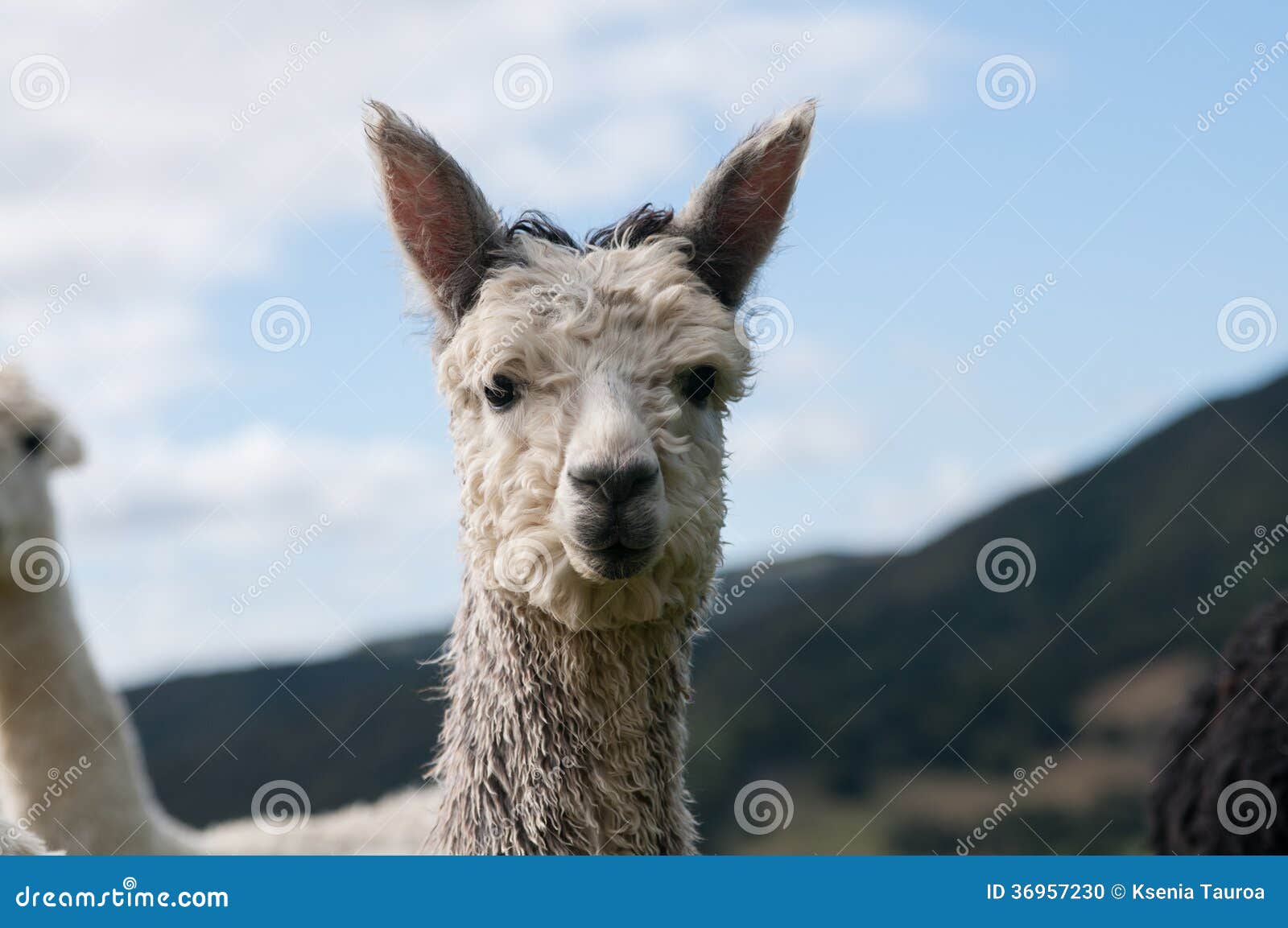 Grey Alpaca photo stock. Image du curieux, tête, alpaga - 36957230