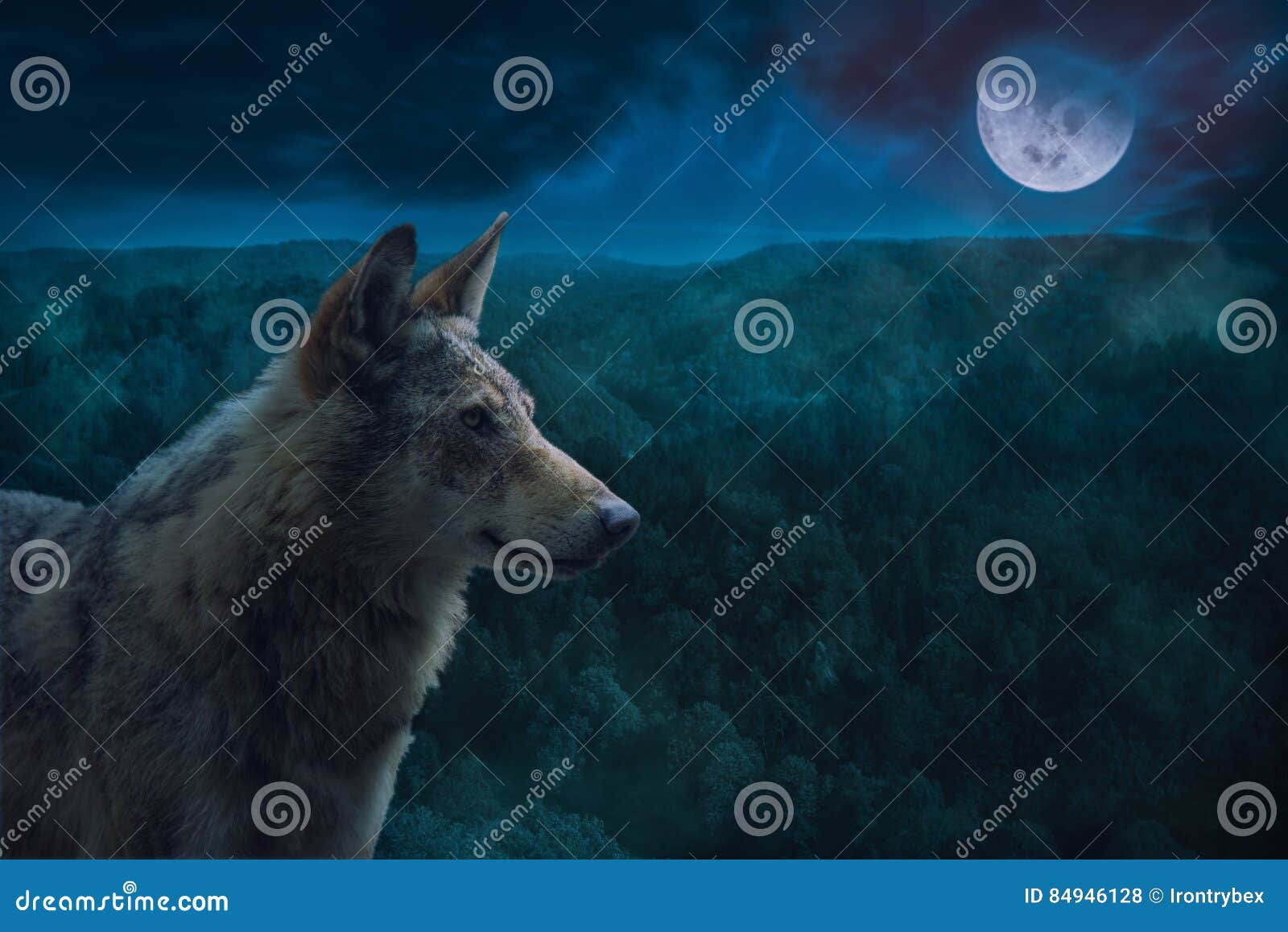 Grey Alpha Wolf during Full Moon Night in Der Wildnis Stockfoto - Bild ...