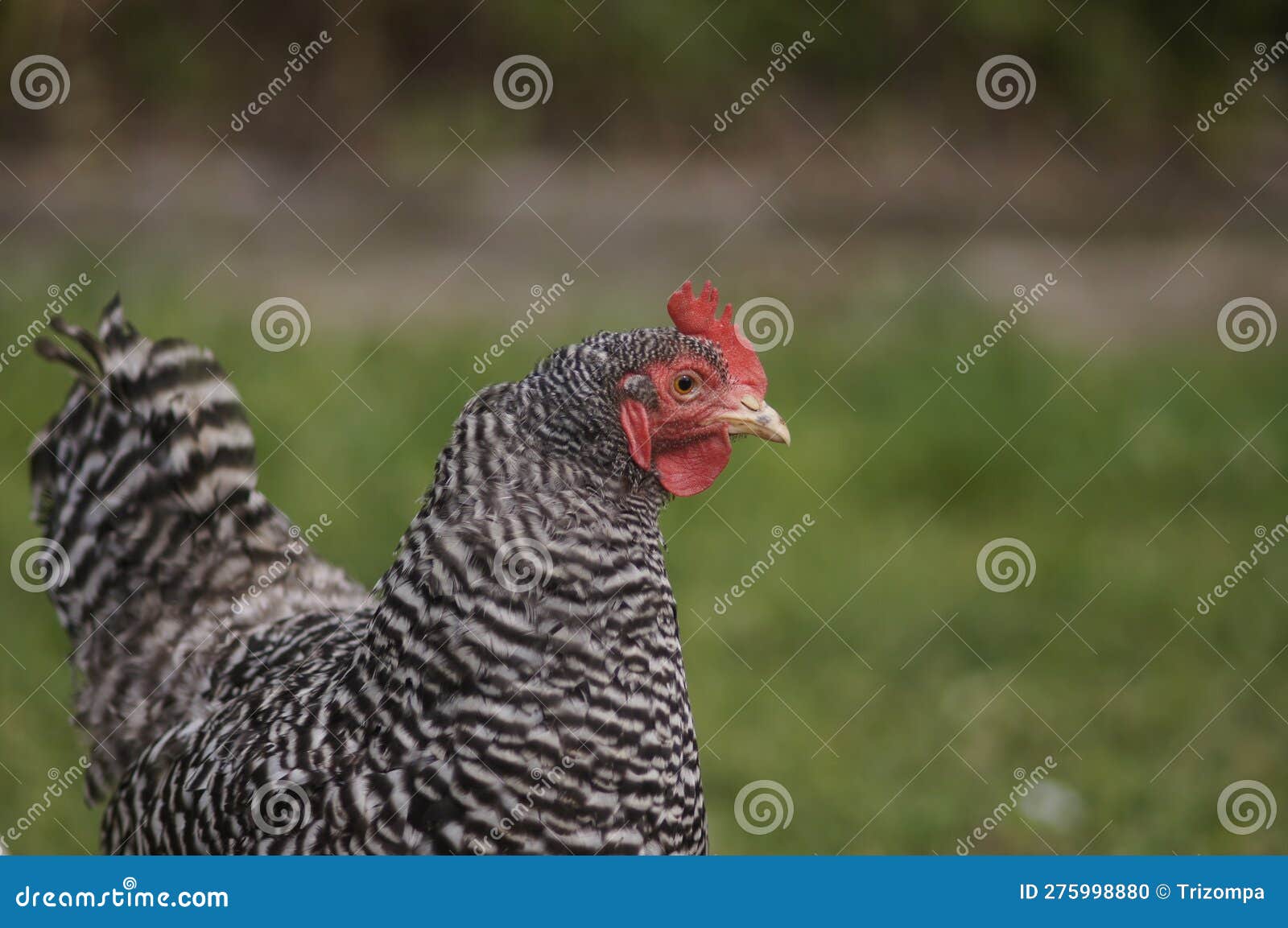 Grey Amrock hen stock photo. Image of sony, wing, quail - 275998880