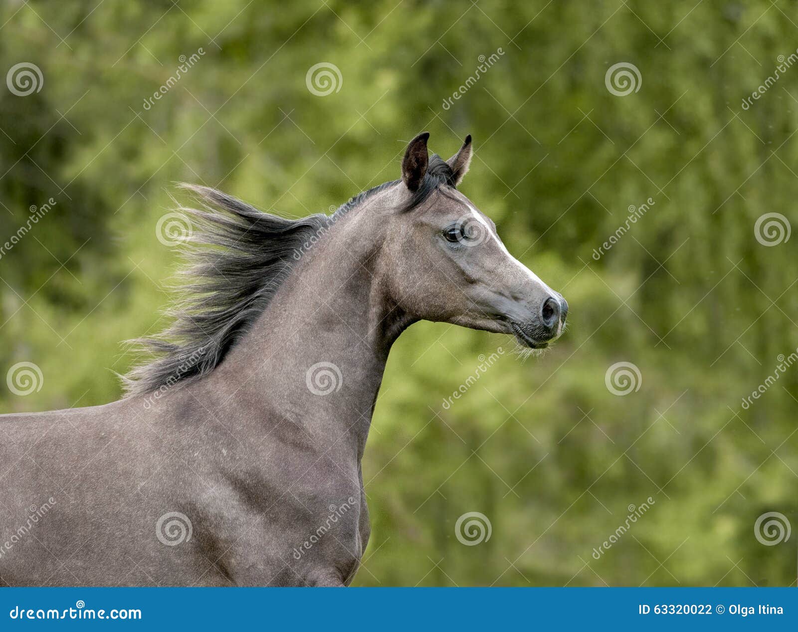 Grey Arab Colt Portrait in Action Stock Photo - Image of rear, gallop ...