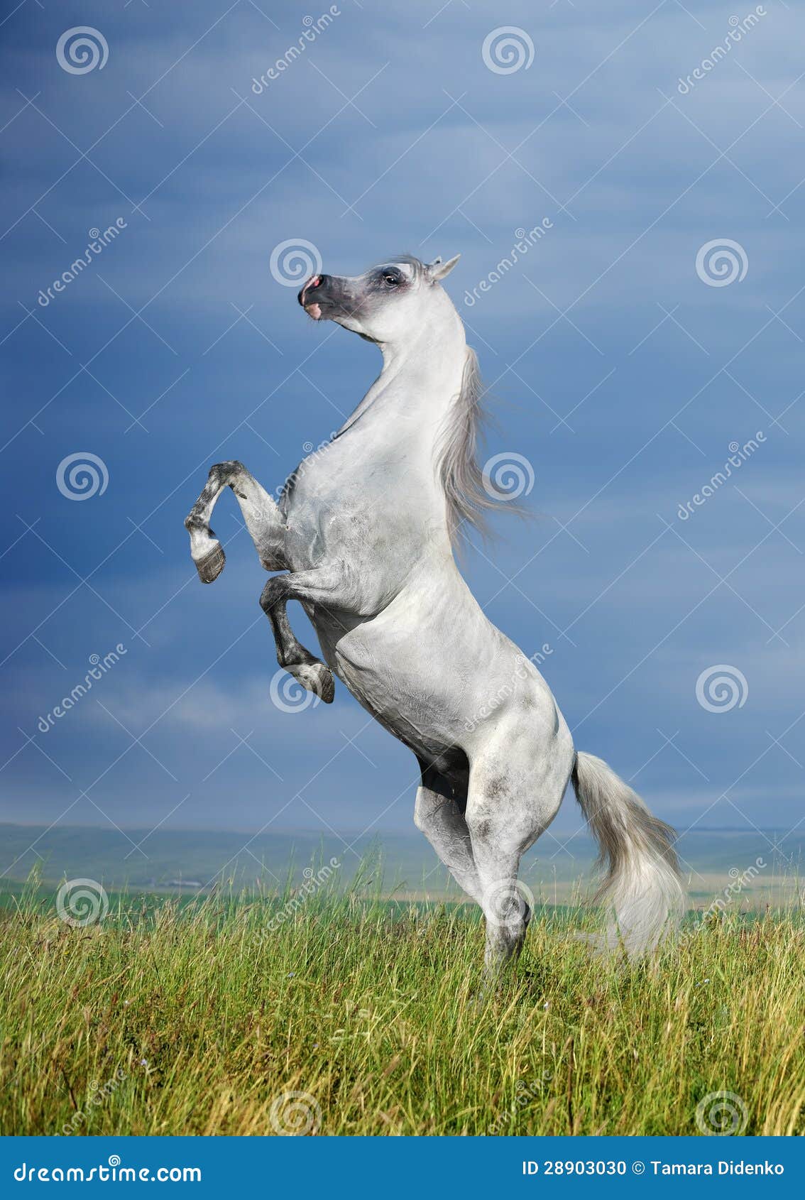 Beautiful Arabian Horses Rearing