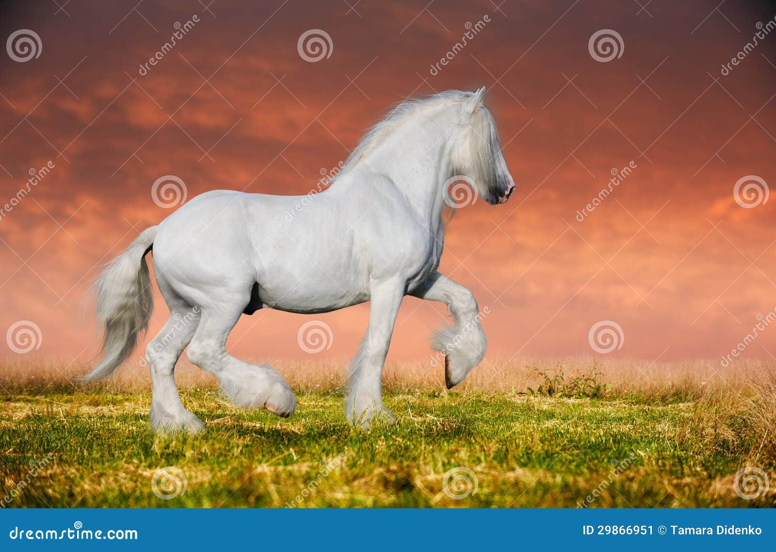A Grey Arabian Horse Rearing Stock Image - Image of blue, elegant: 29866951