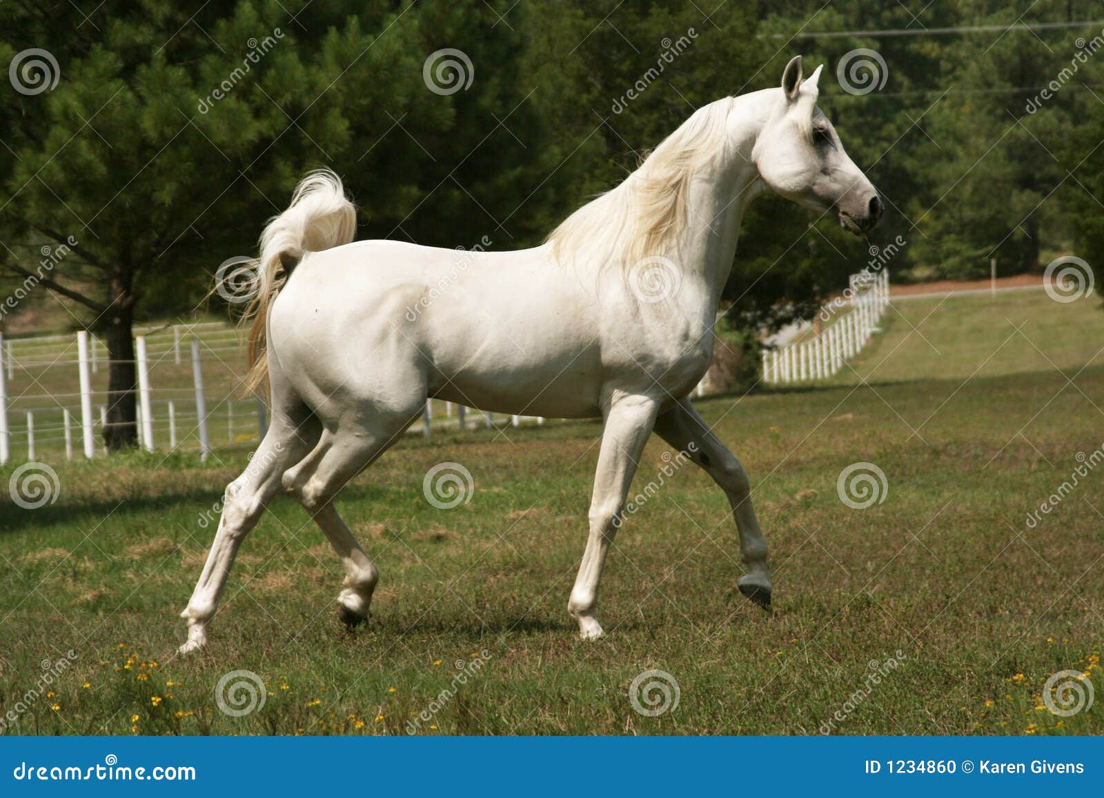 Grey Arabian Stallion stock photo. Image of field, stable - 1234860