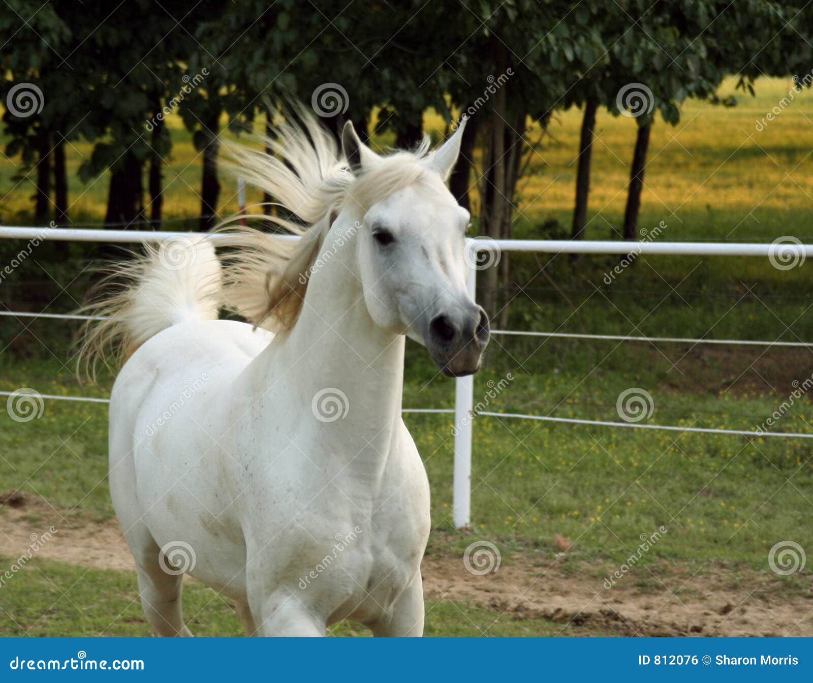Grey Arabian Stallion stock photo. Image of contrast, stallion - 812076