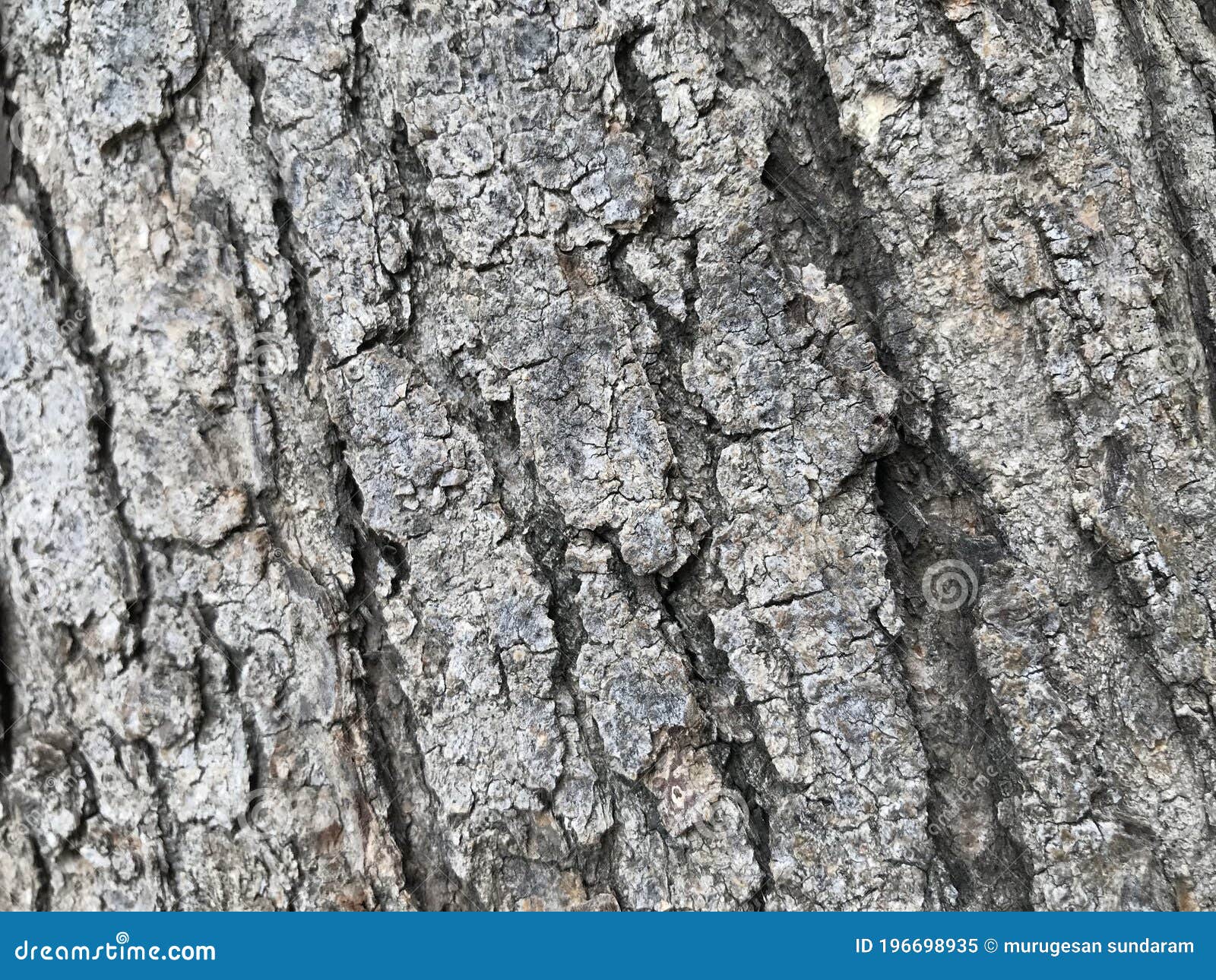 Main Stem Of The Banyan Tree Stock Photo | CartoonDealer.com #121087374