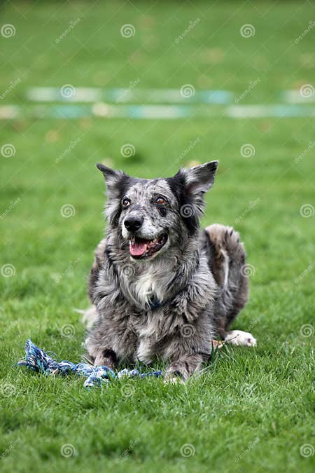 Grey Australian-Shepherd-mix Dog Stock Photo - Image of friend ...