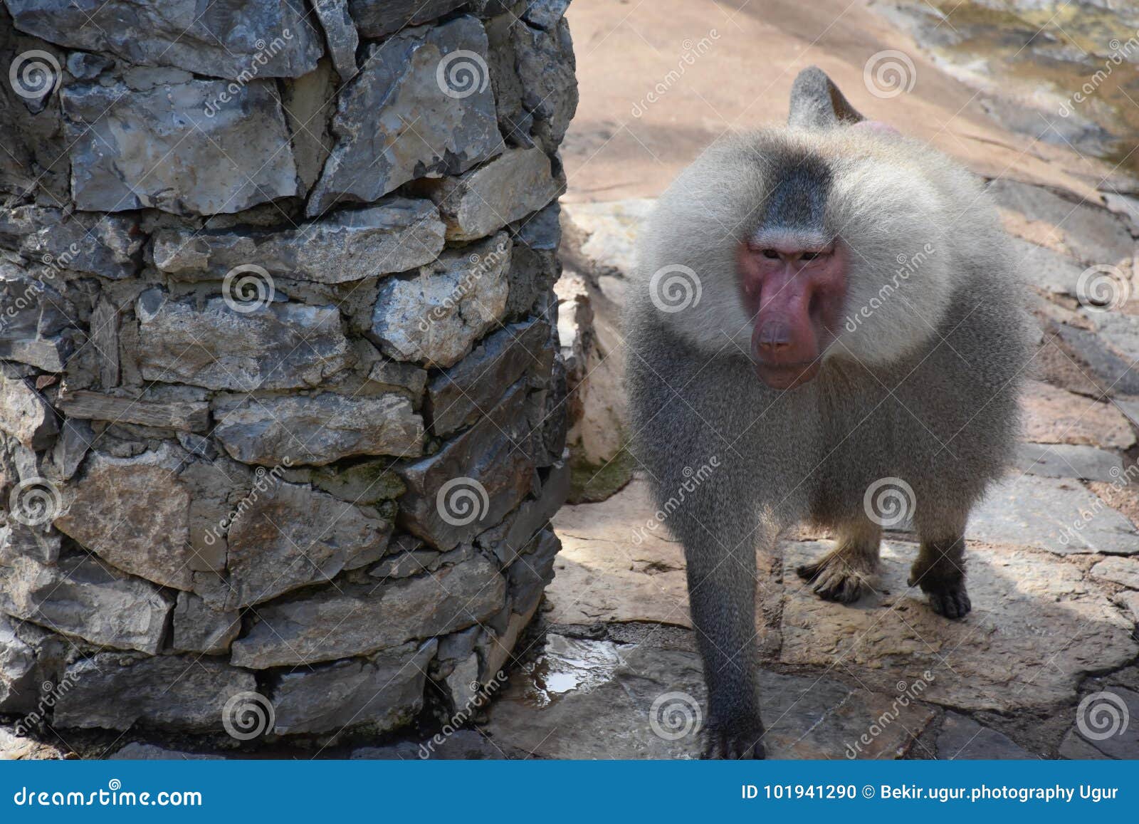 Grey Baboon photo stock. Image du chéri, crinière, mammifère - 101941290