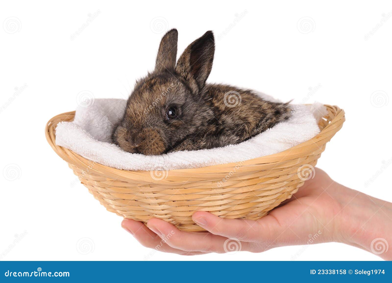 Grey baby rabbit stock photo. Image of cute, basket, newborn - 23338158