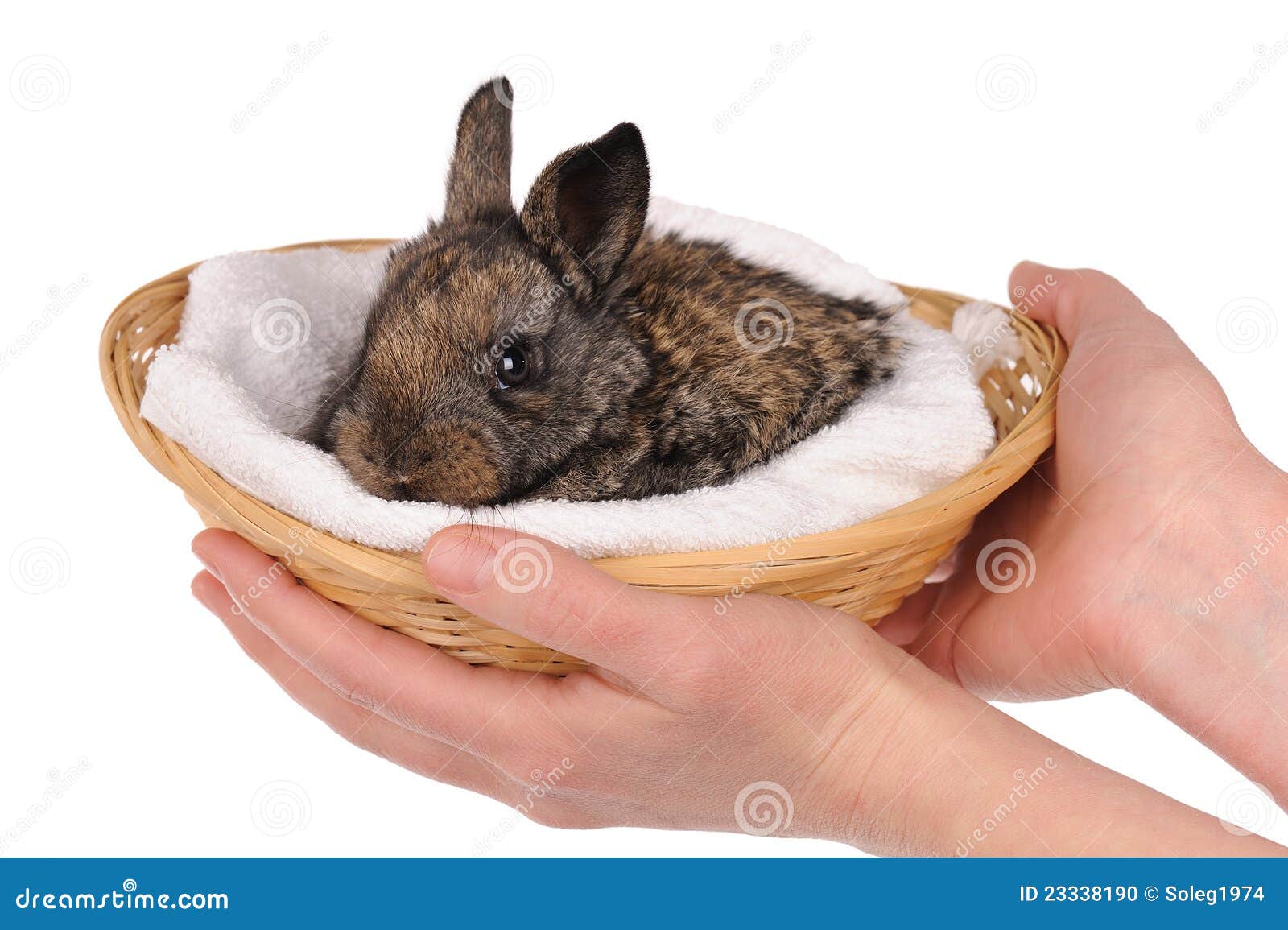 Grey baby rabbit stock photo. Image of easter, nest, live - 23338190