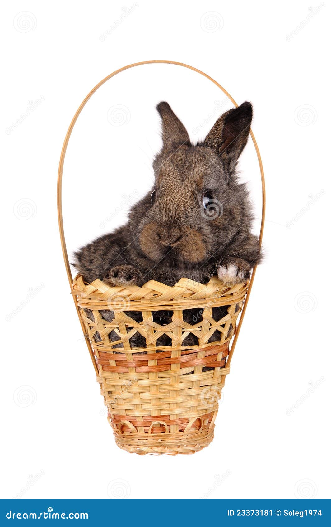 Grey Baby Rabbit in a Basket Stock Image - Image of basket, furry: 23373181