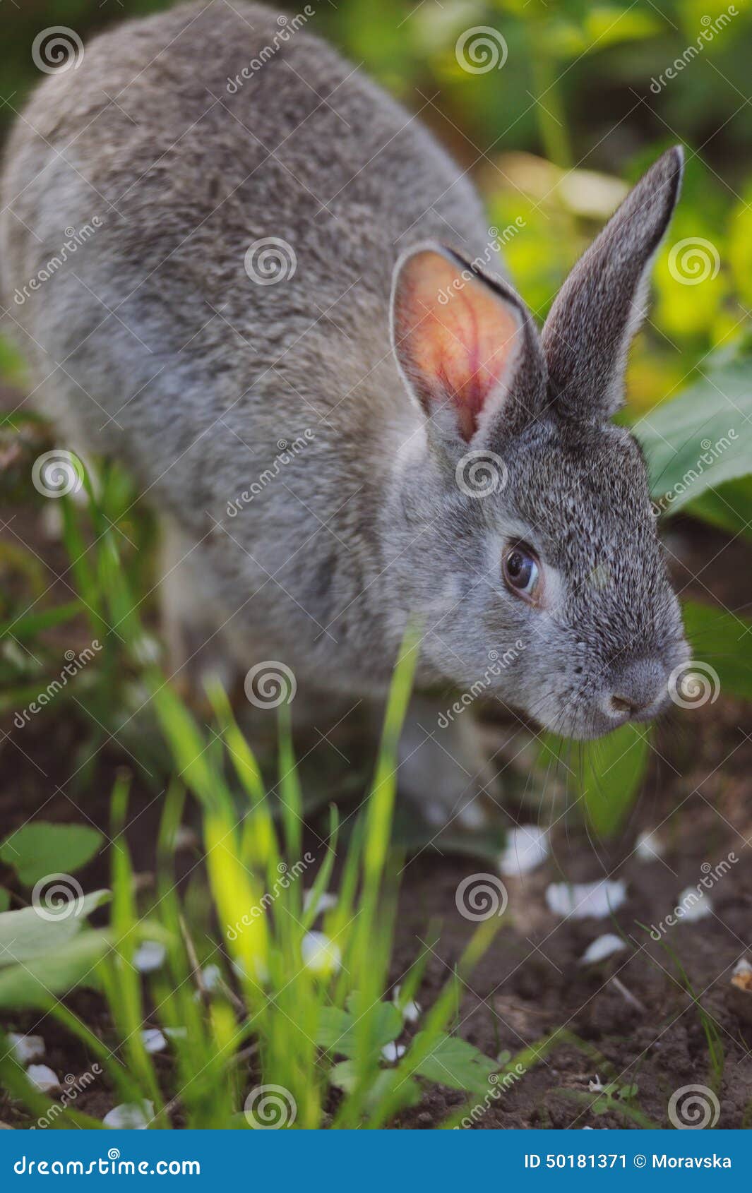 Grey baby rabbit stock image. Image of grey, farm, fluffy - 50181371