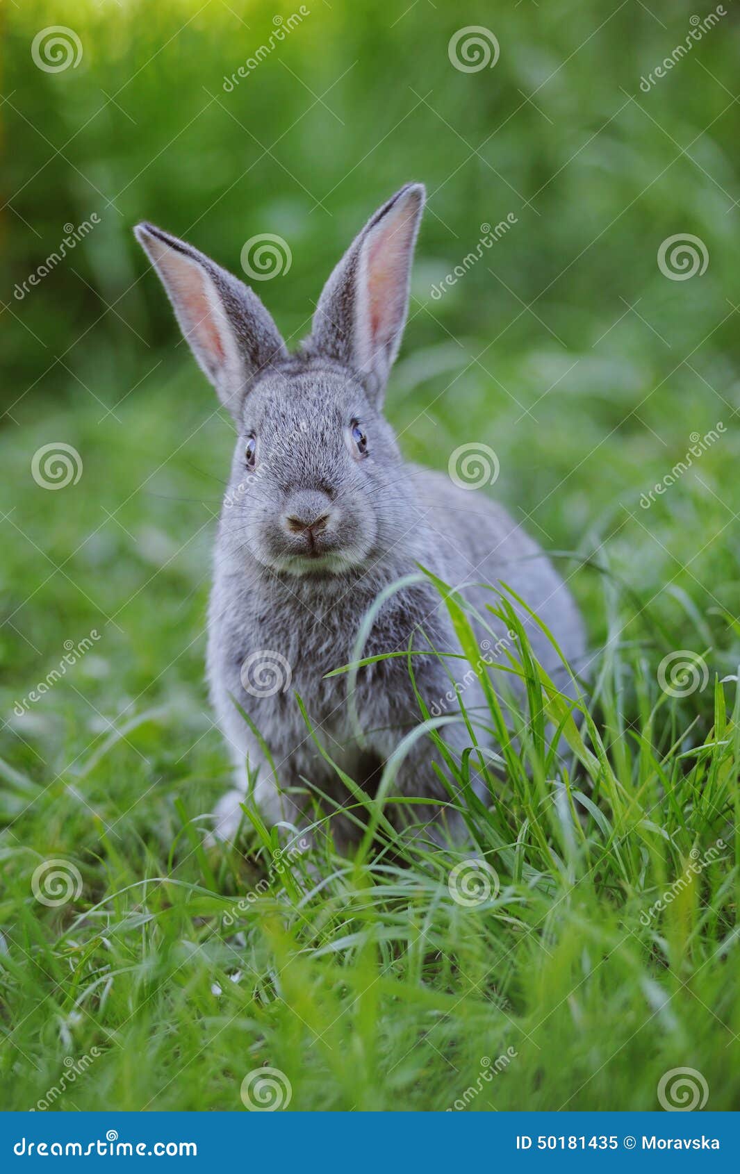 Grey baby rabbit stock image. Image of grey, cute, rabbit - 50181435