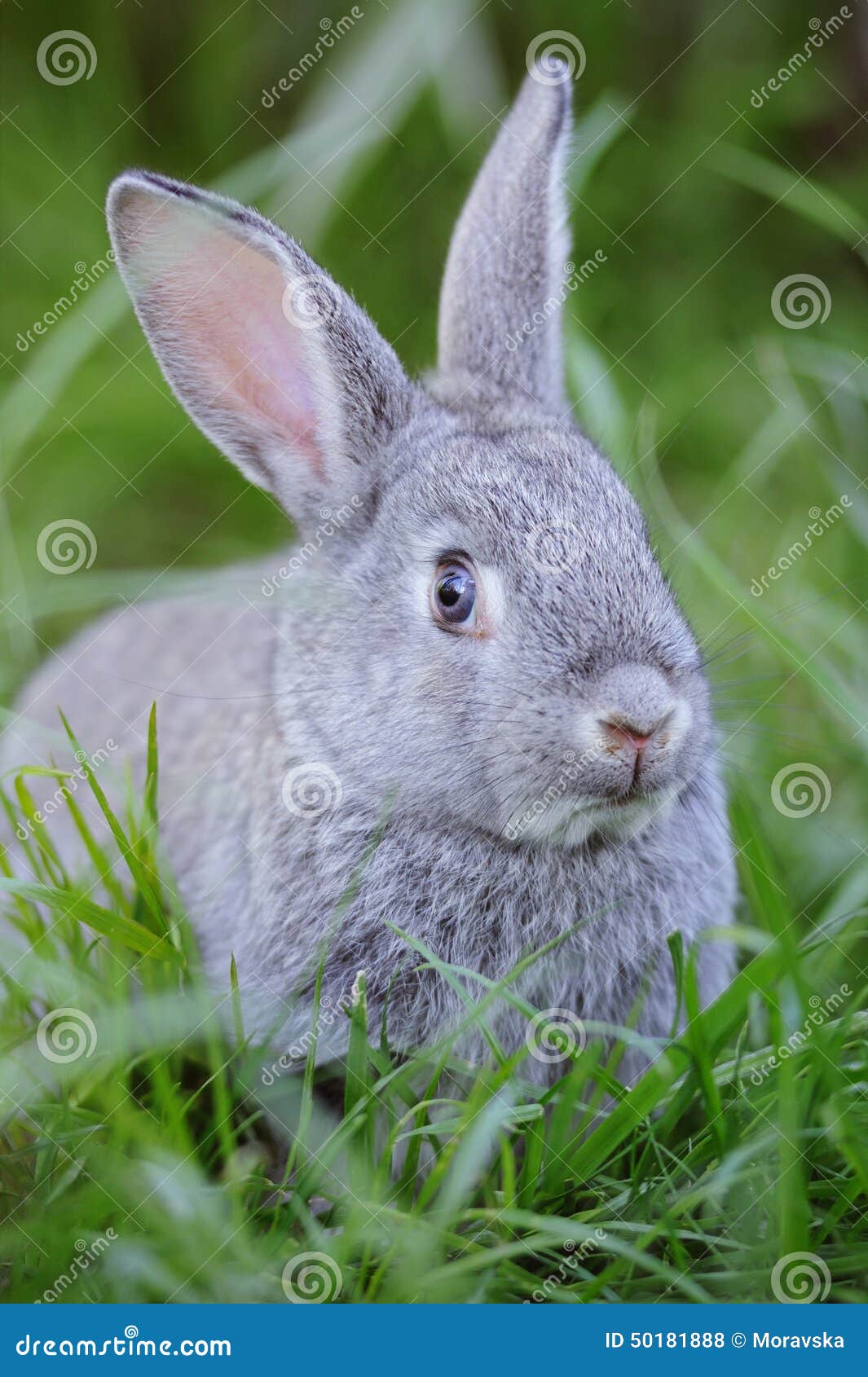 Grey baby rabbit stock photo. Image of bunny, baby, nature - 50181888