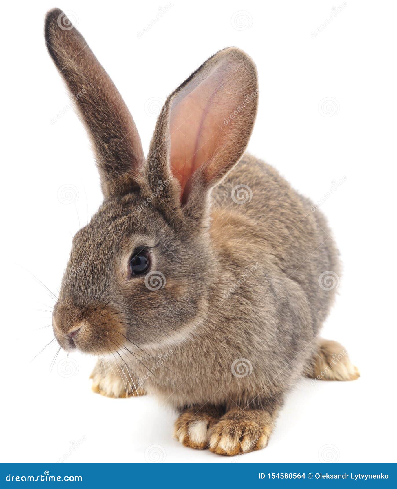 Grey baby rabbit stock photo. Image of mammal, small - 154580564