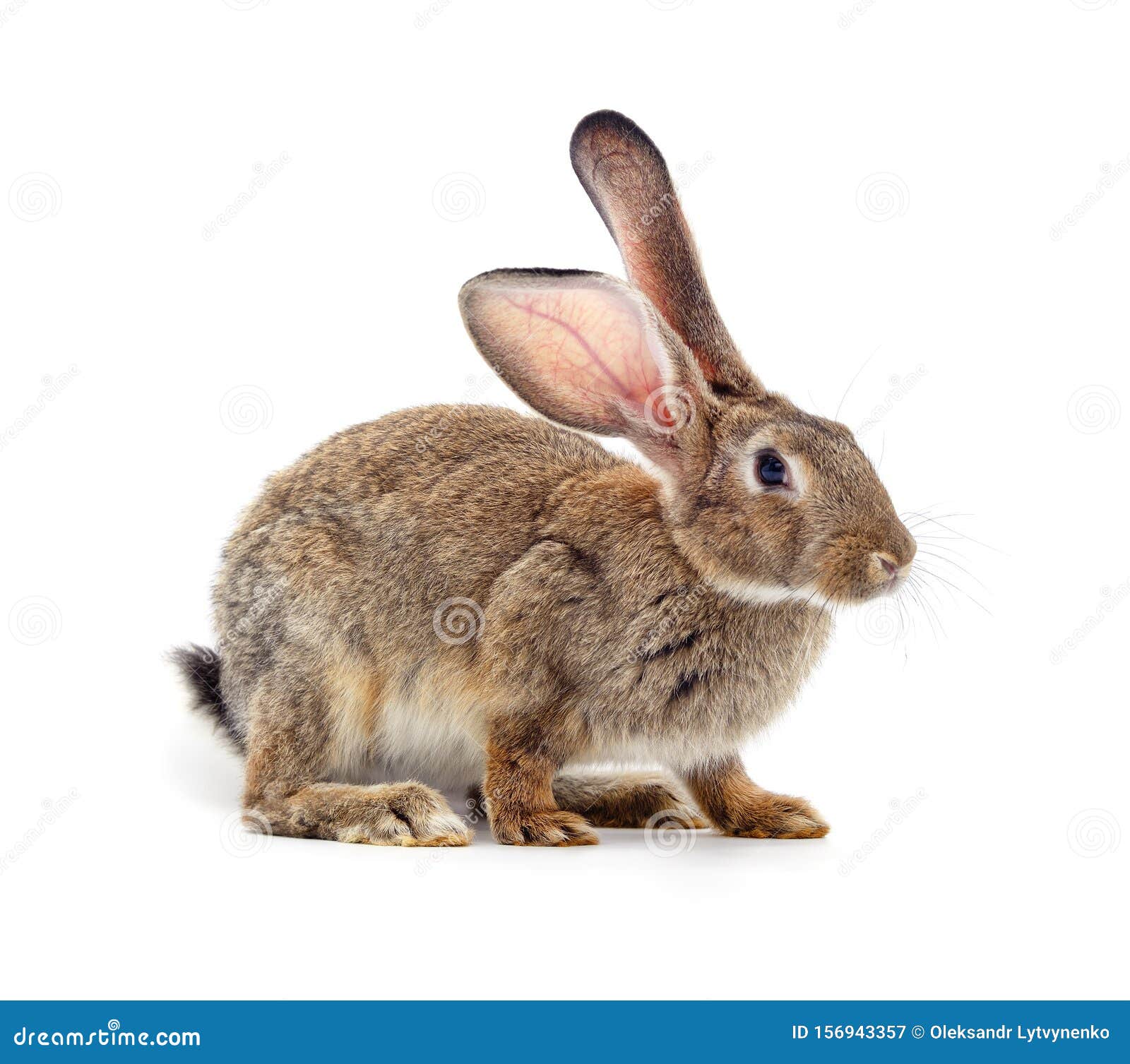 Grey baby rabbit stock image. Image of baby, easter - 156943357