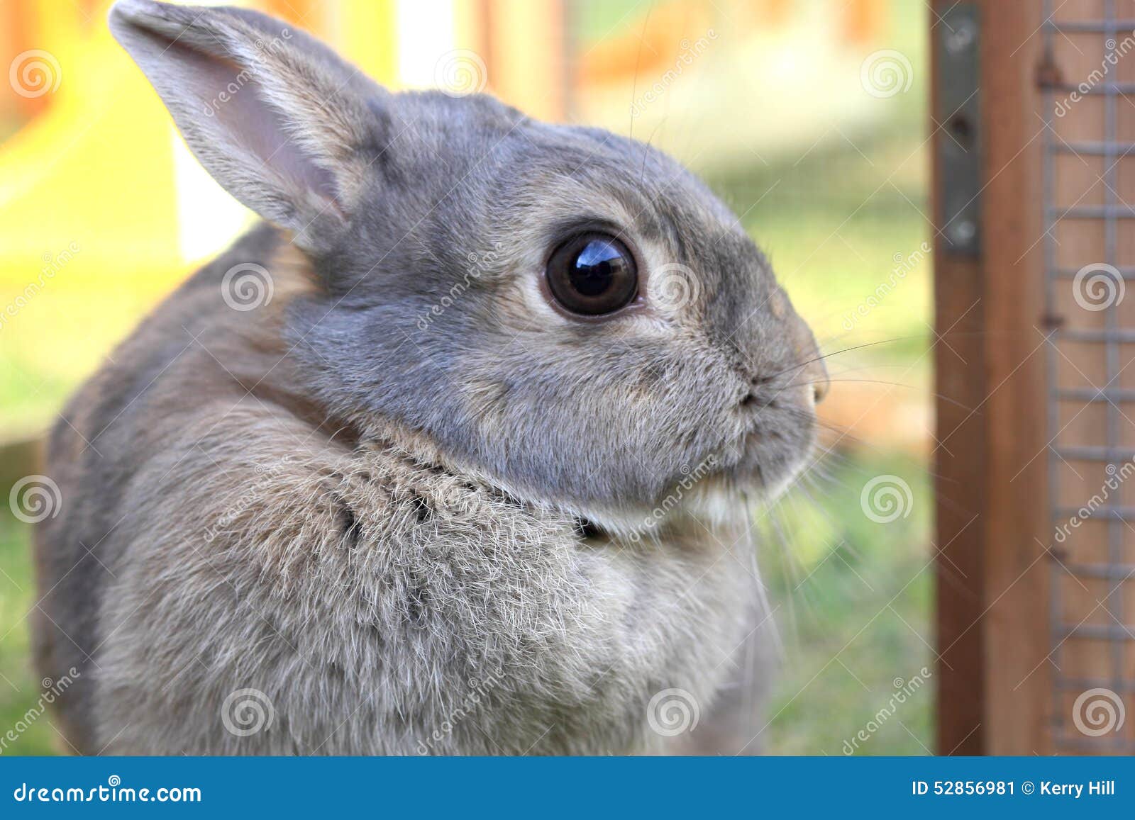 Grey baby rabbit stock image. Image of adorable, animal - 52856981