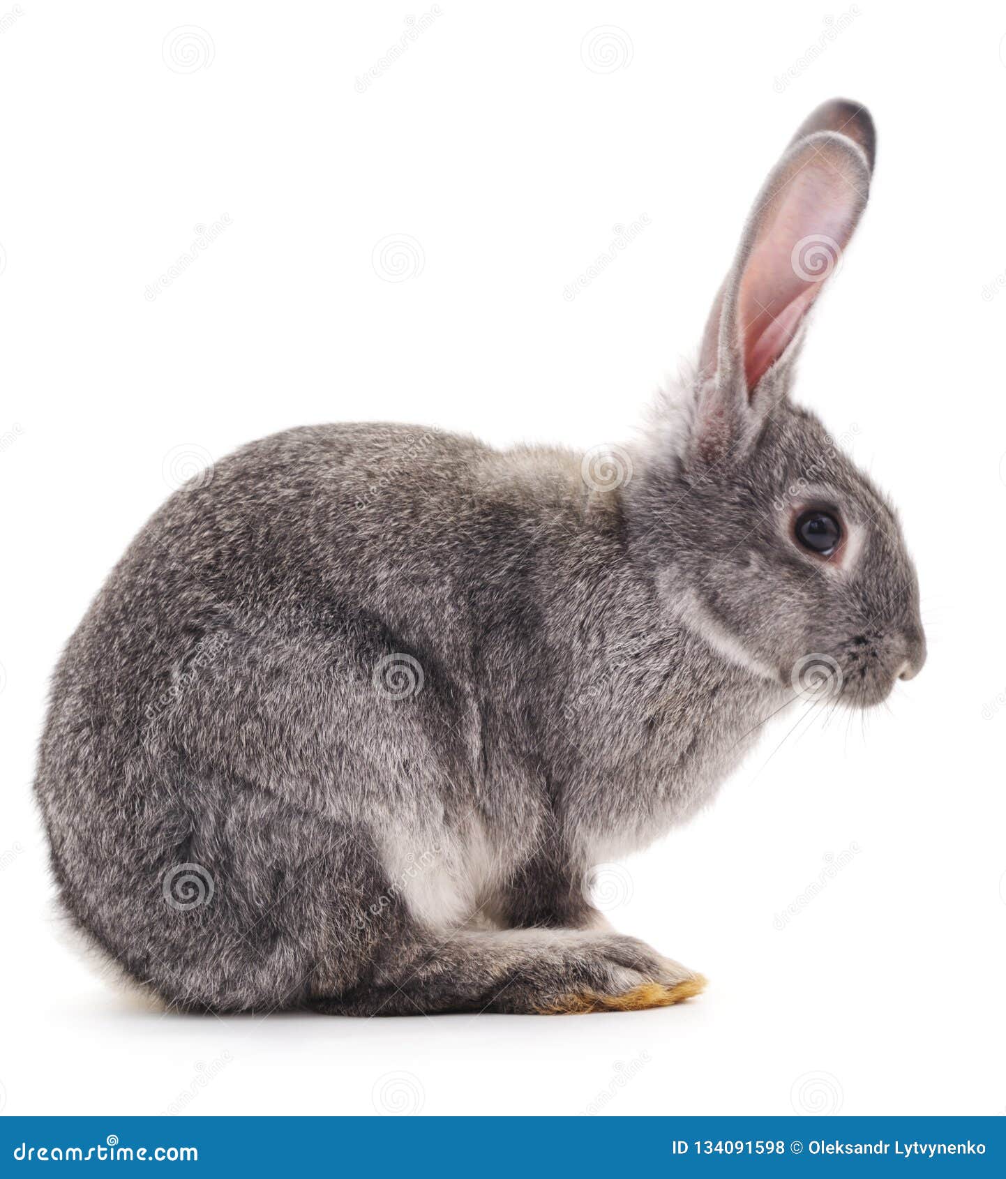 Grey baby rabbit stock photo. Image of animal, love - 134091598