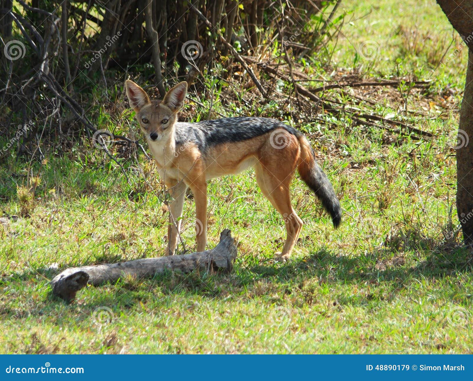Grey backed jackal stock image. Image of angry, lioness - 48890179