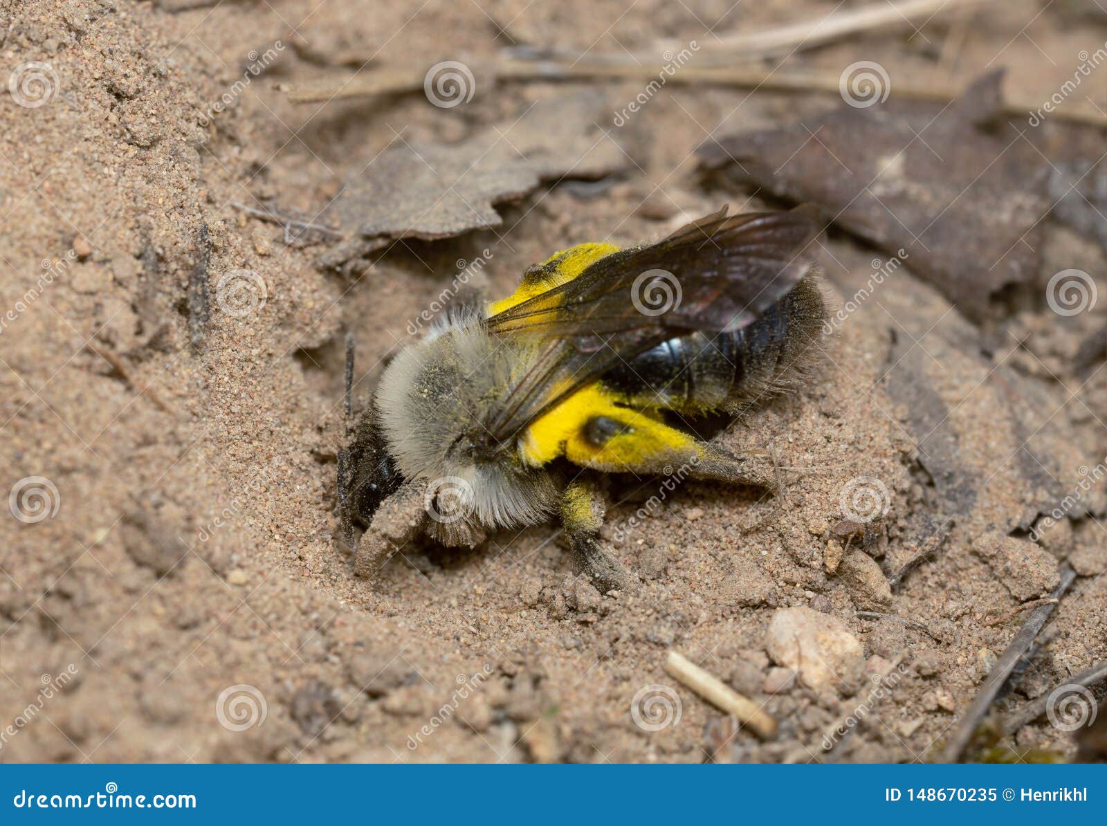 Grey-backed Mining Bee, Andrema Vaga Digging in Sand Stock Image ...