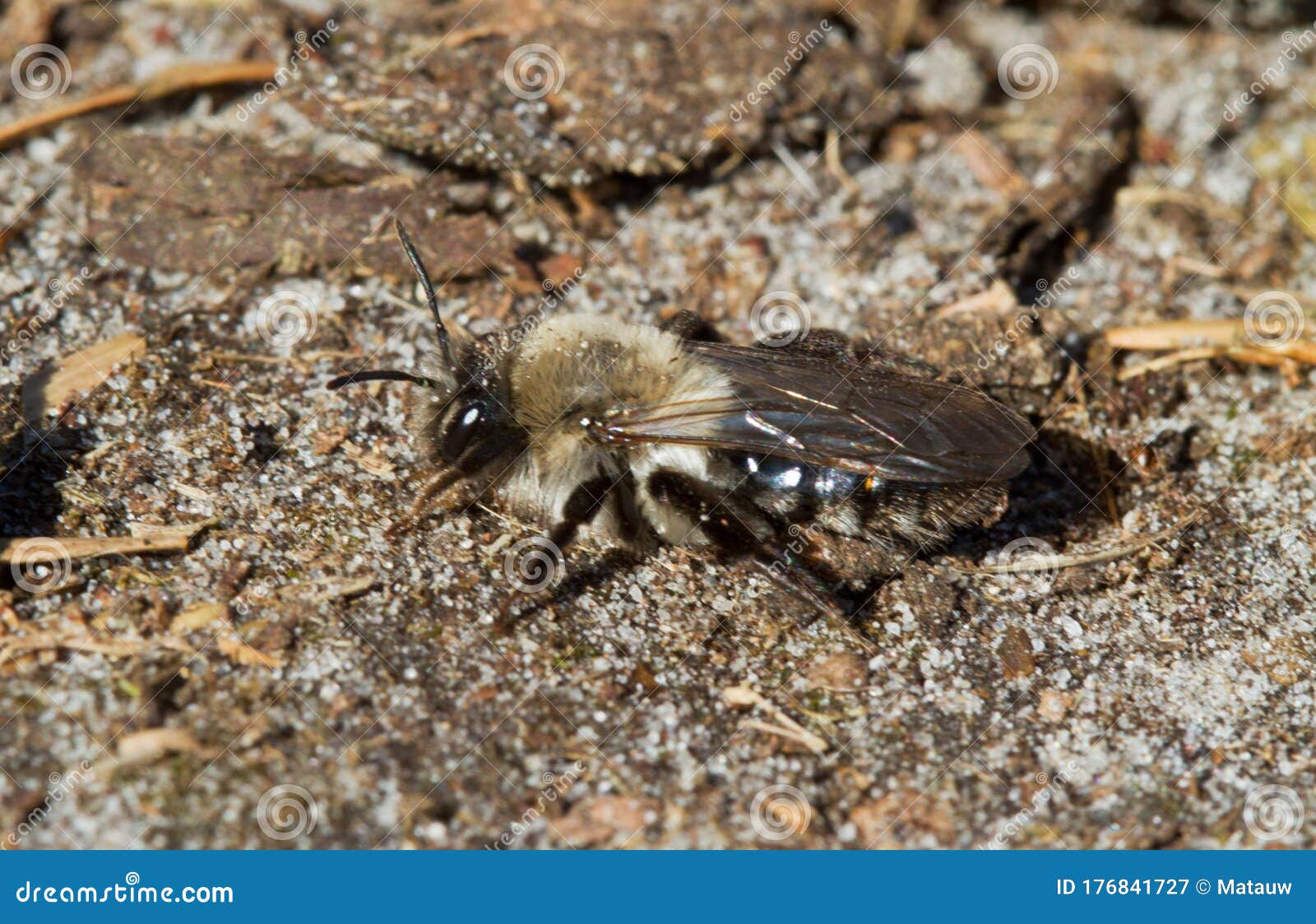 Grey-backed mining bee stock image. Image of hair, wildlife - 176841727