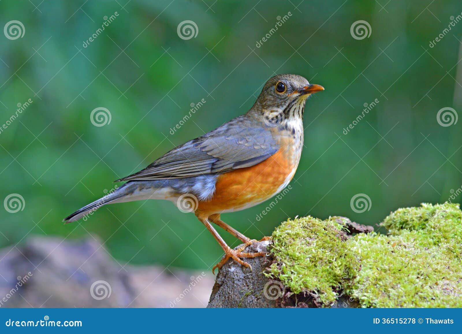 Grey-Backed Thrush bird stock photo. Image of ecology - 36515278