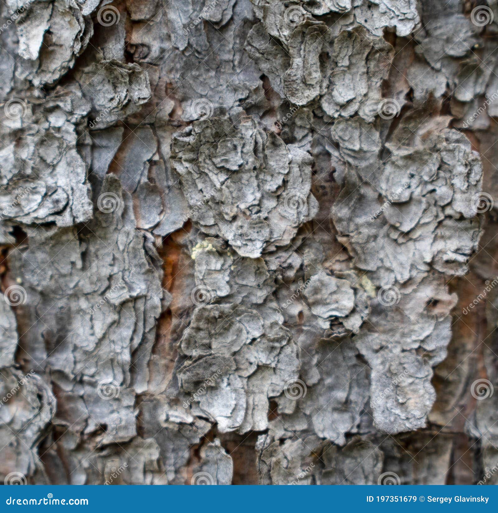 Grey Bark of the Tree Tree in Autumn Stock Image - Image of aging ...