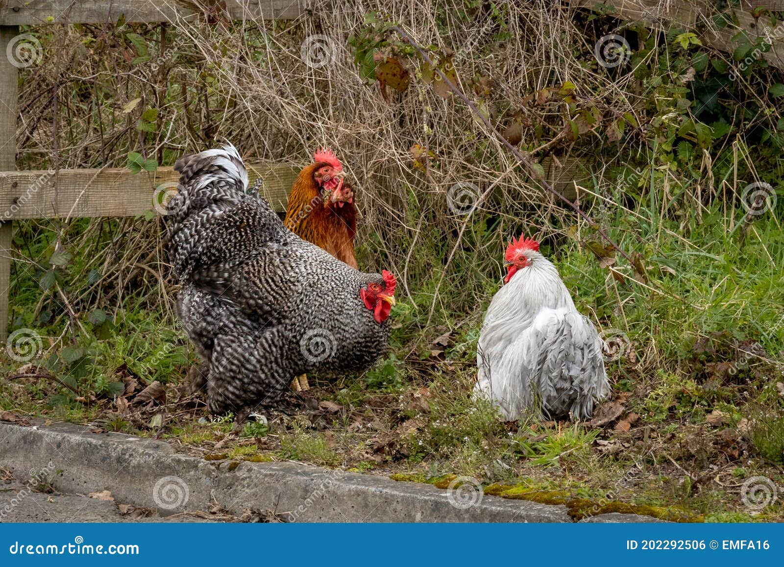 Grey Barred Cochin Cockerel with White and Brown Hens Stock Photo ...