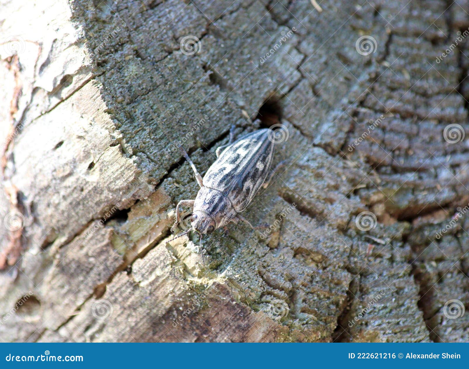 Grey beatle stock photo. Image of beetle, beatle, murinus - 222621216