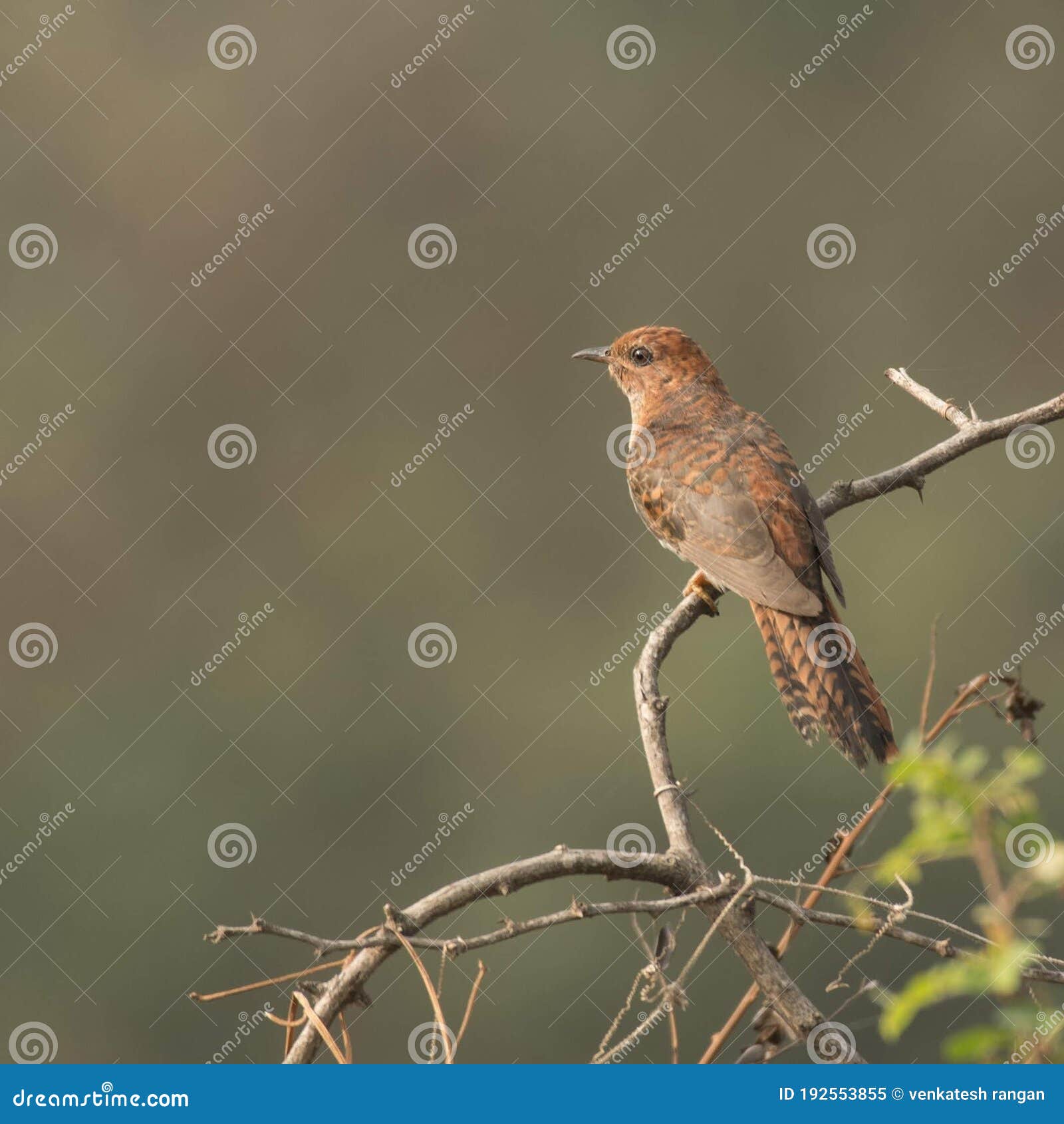 Grey bellied cuckoo stock image. Image of nature, beak - 192553855