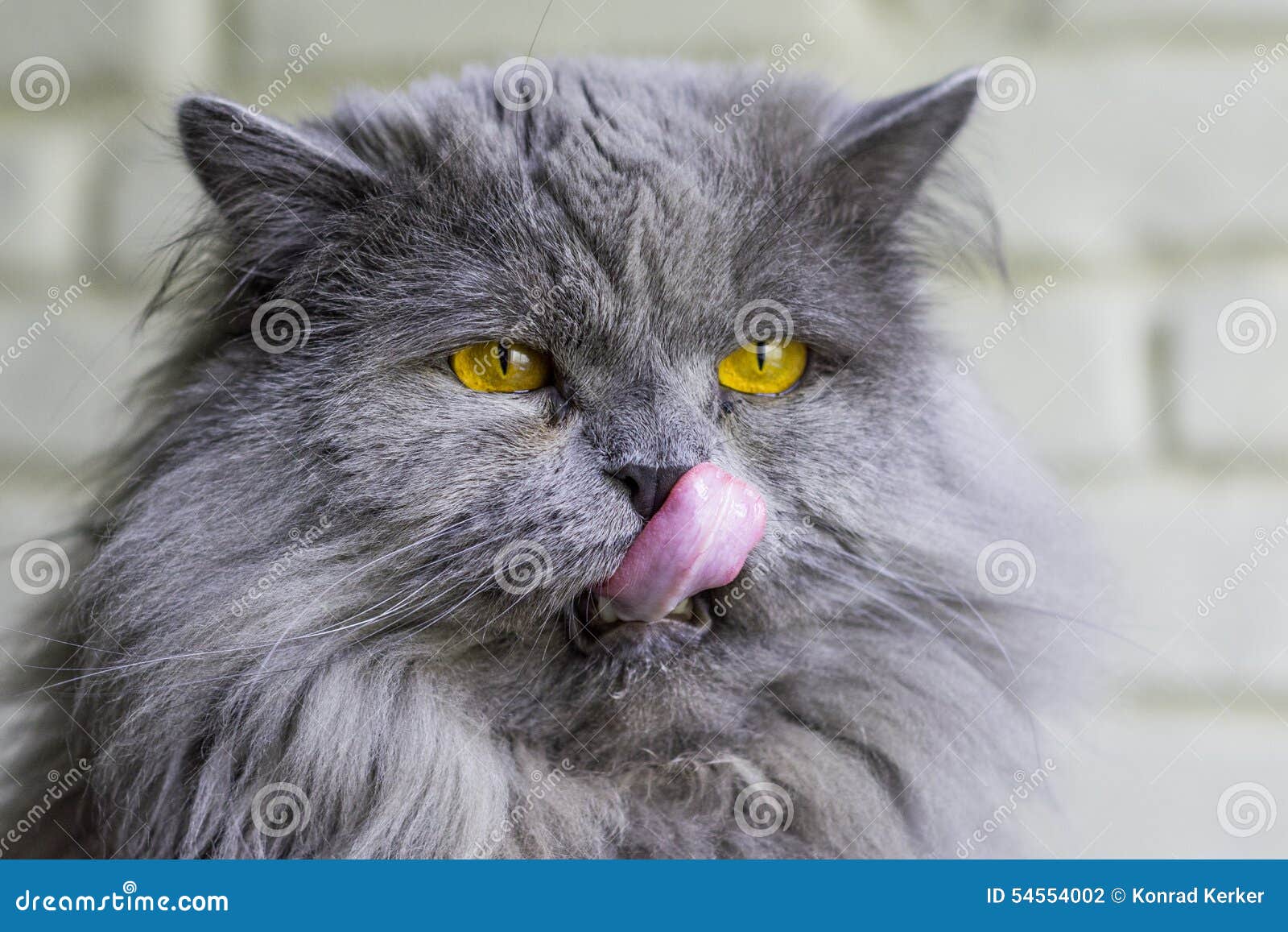 Grey big cat stock photo. Image of background, lovely - 54554002