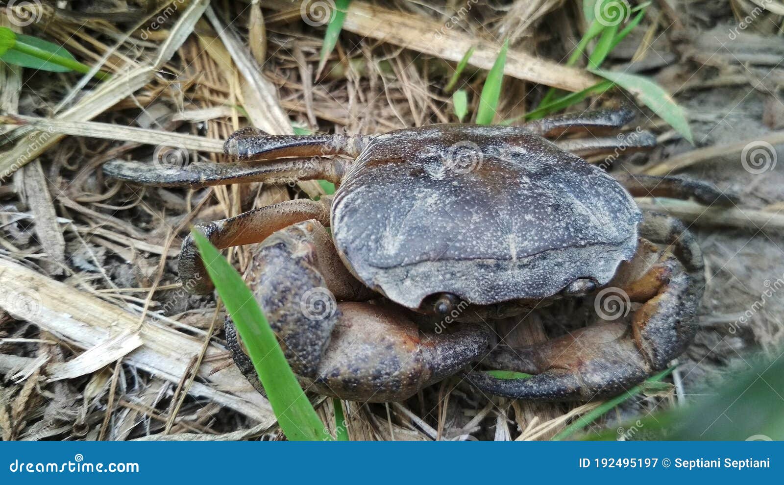 A Grey Big Crab in the Ground Stock Image - Image of gourd, produce ...