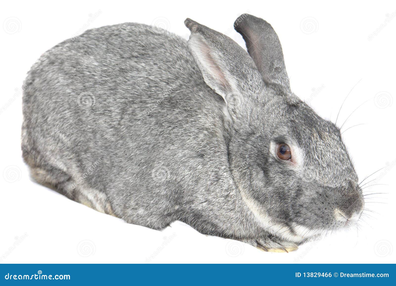 Grey big rabbit stock photo. Image of tame, animal, breeding - 13829466