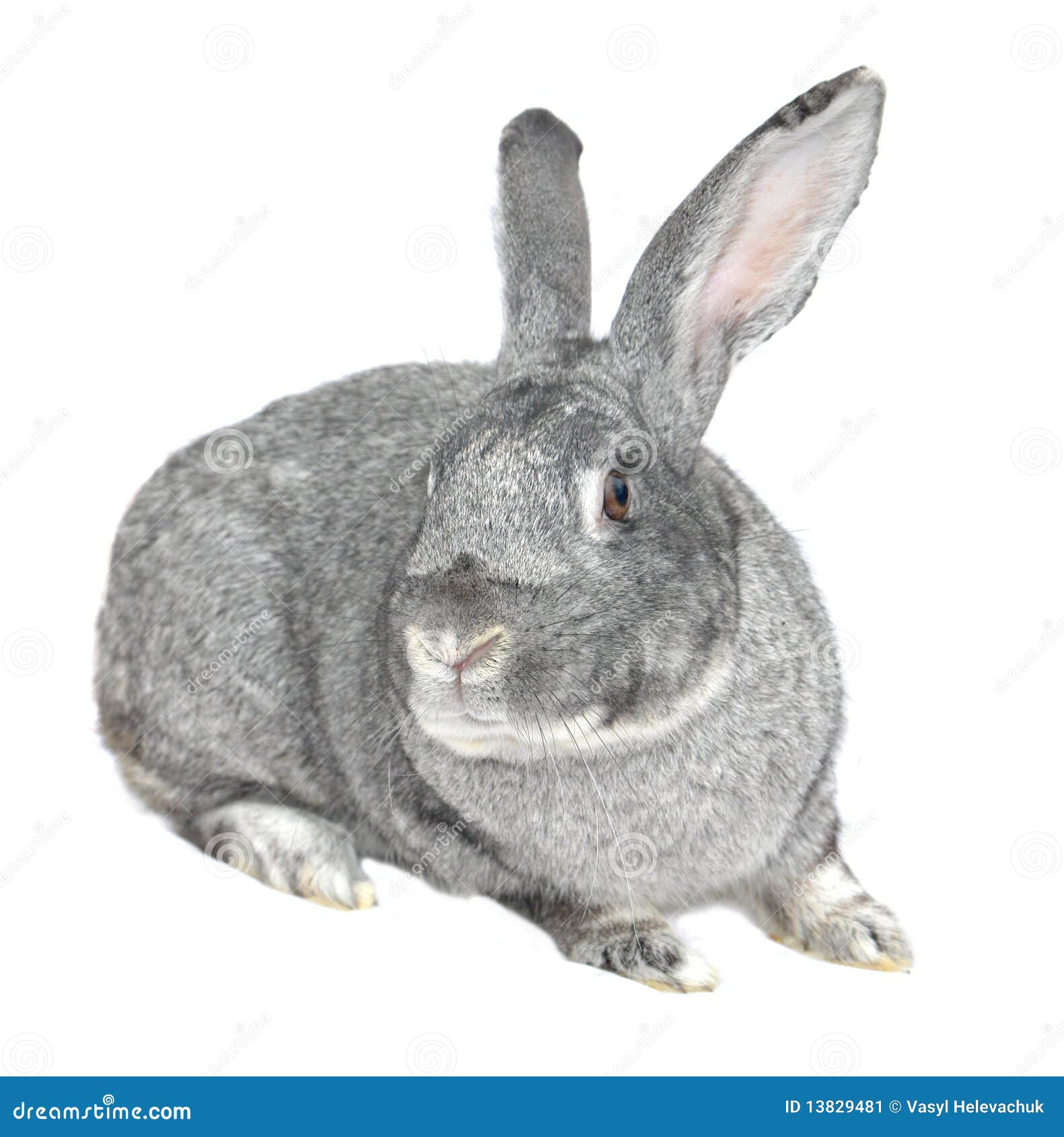 Grey big rabbit stock image. Image of grey, soft, wildlife - 13829481
