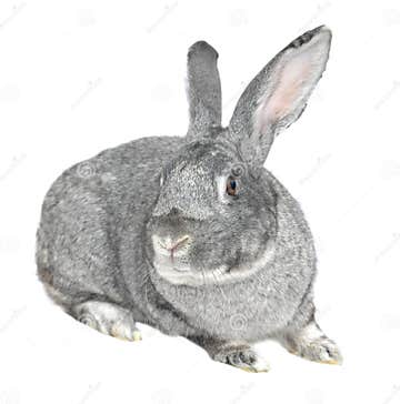 Grey big rabbit stock image. Image of grey, soft, wildlife - 13829481