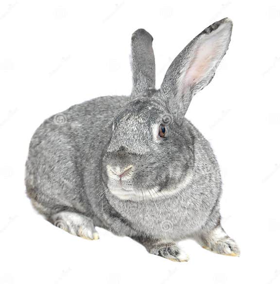 Grey big rabbit stock image. Image of grey, soft, wildlife - 13829481