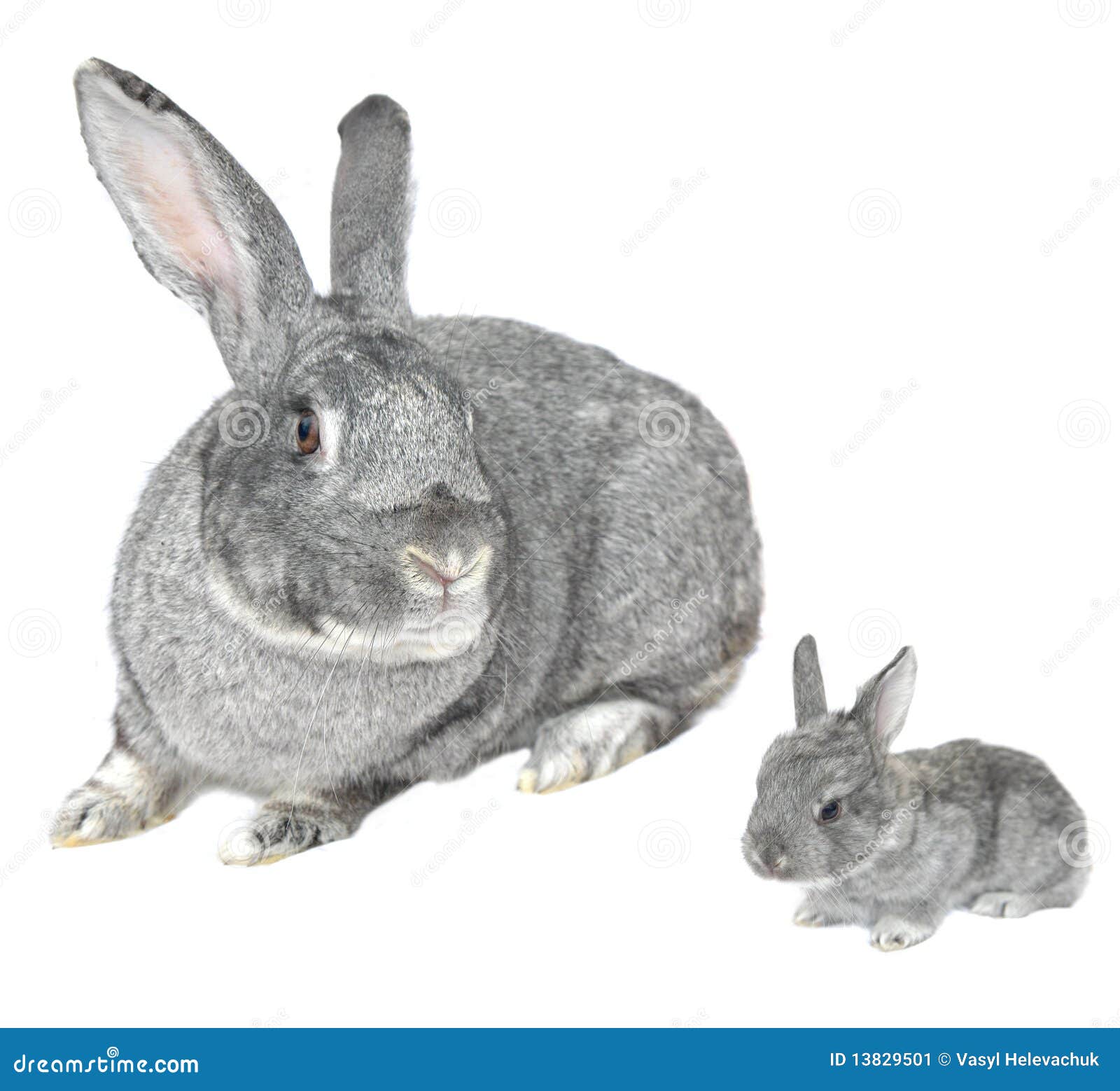 Grey big rabbit stock image. Image of tiny, love, animal - 13829501