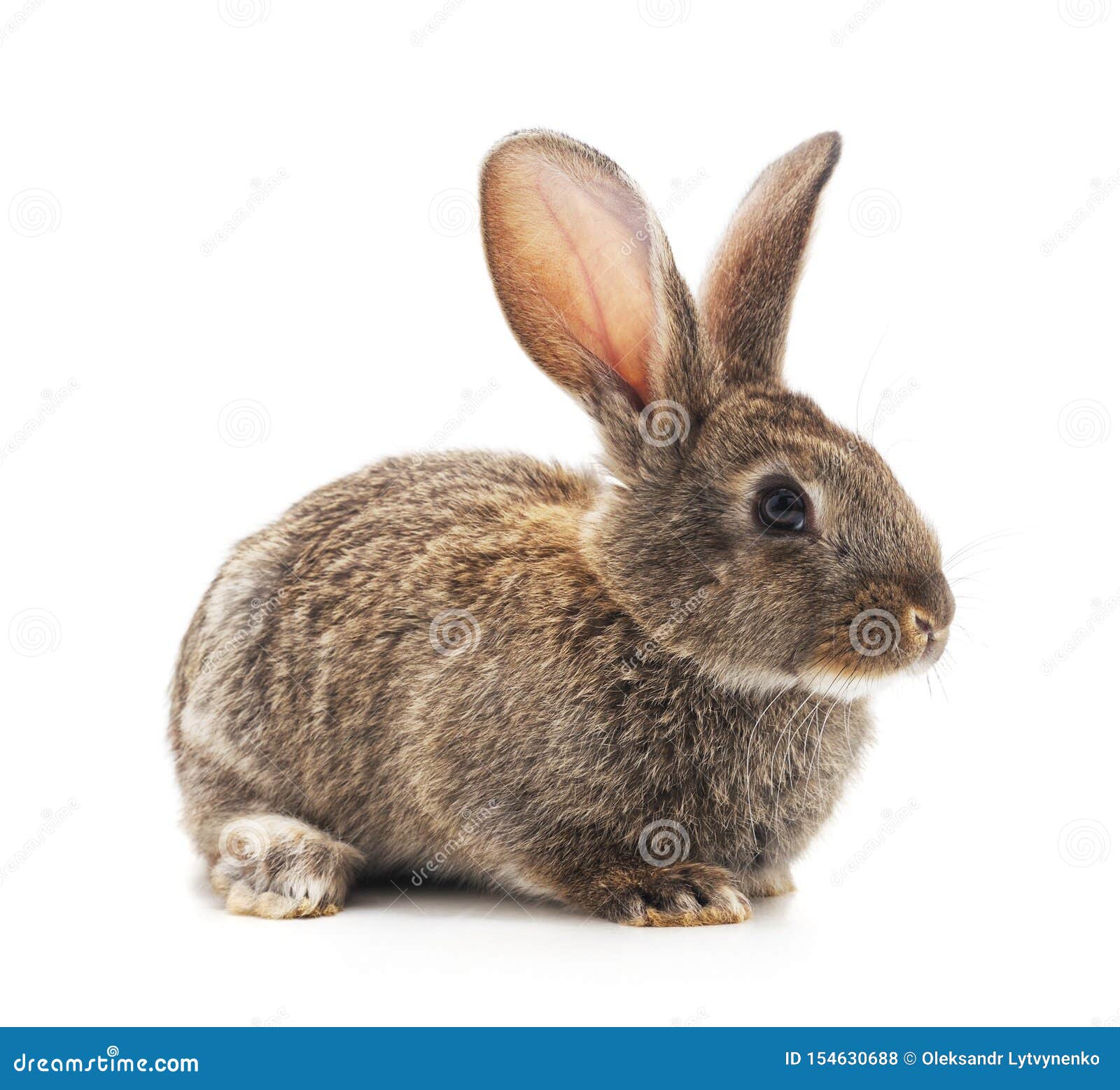 Grey big rabbit stock photo. Image of rabbit, hare, small - 154630688