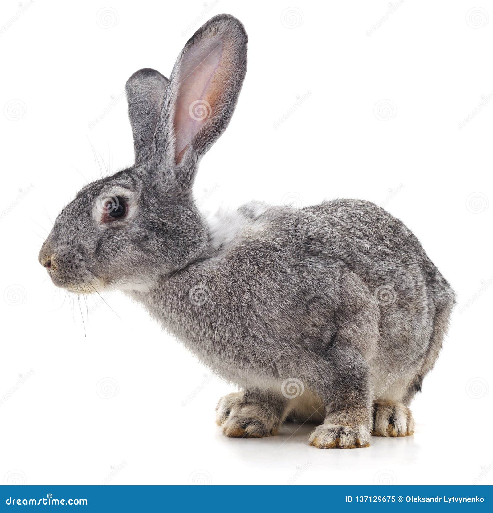 Grey big rabbit stock image. Image of young, camera - 137129675