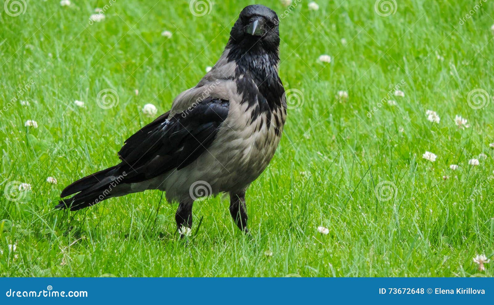 Grey Big Raven on a Green Meadow Stock Photo - Image of large, eyes ...