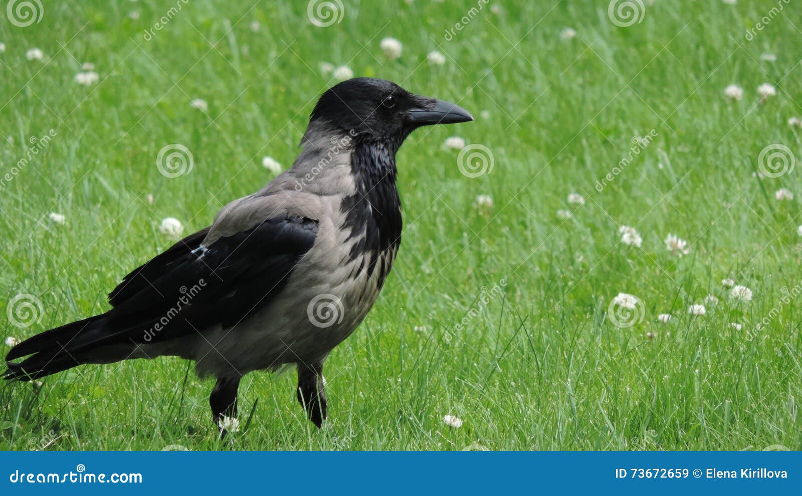 Grey Big Raven on a Green Meadow Stock Image - Image of grass, wing ...
