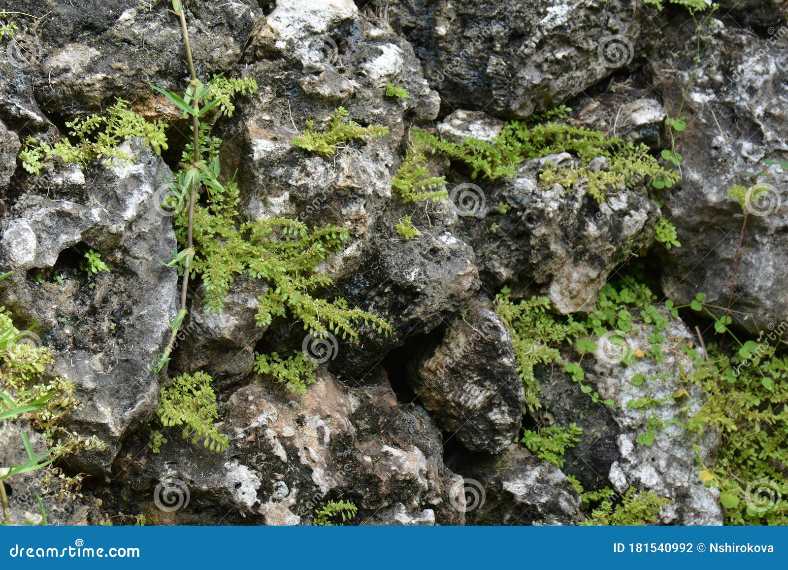 Grey Big Rocks, with Grass and Plants Stock Photo - Image of mountain ...