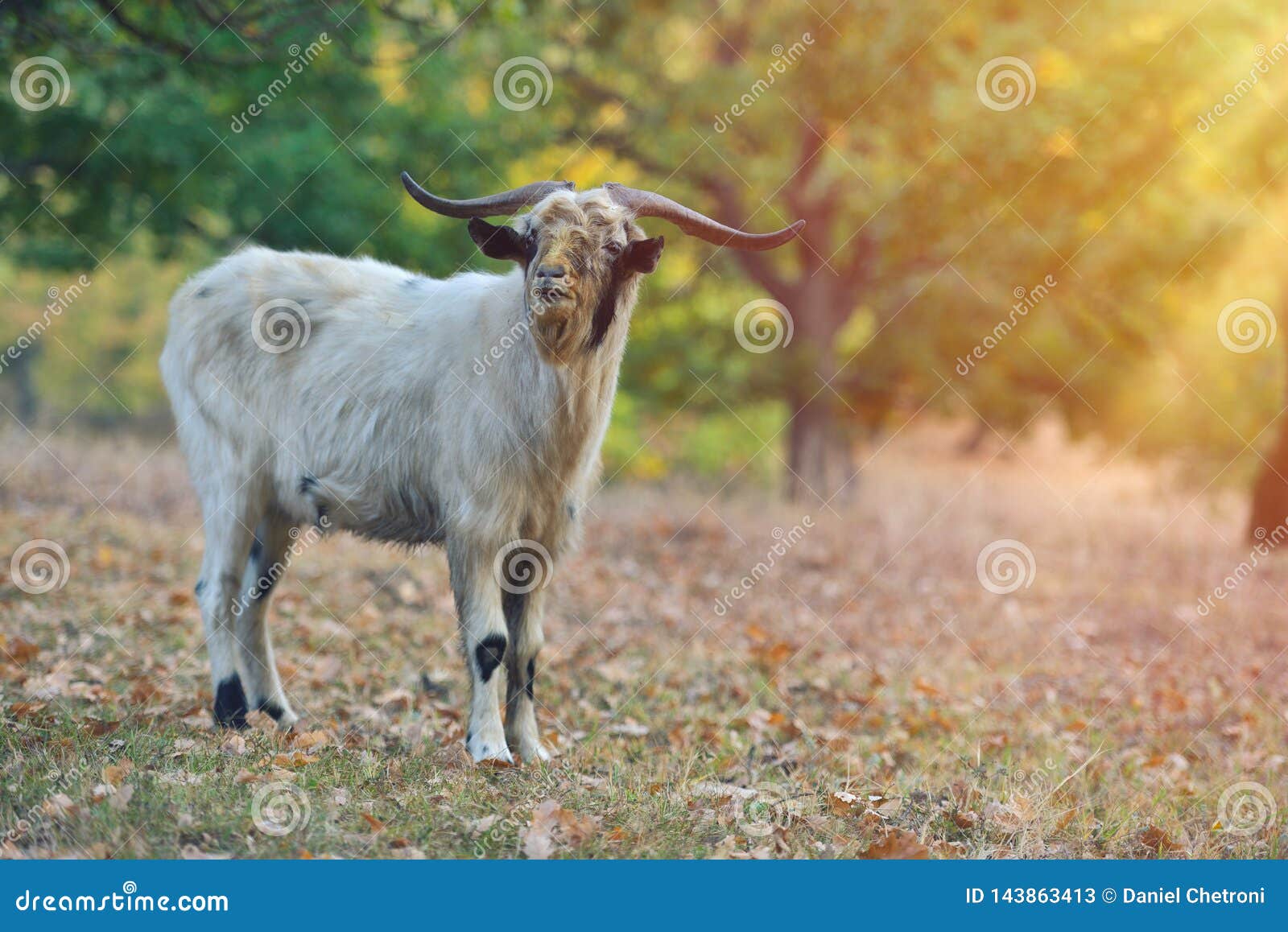 Grey Billy Goat with Short Fur and Horns Stock Image - Image of green ...