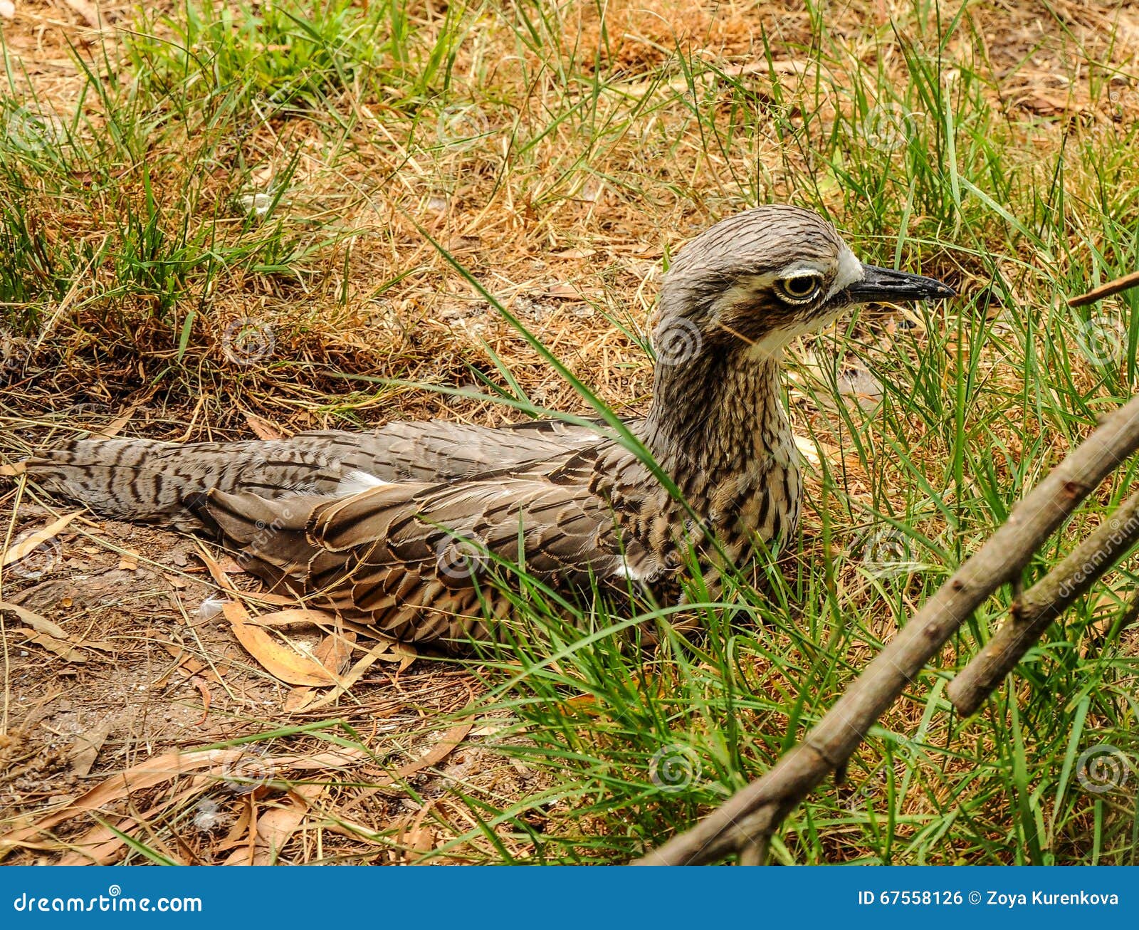 Grey bird stock photo. Image of eyes, grass, australia - 67558126